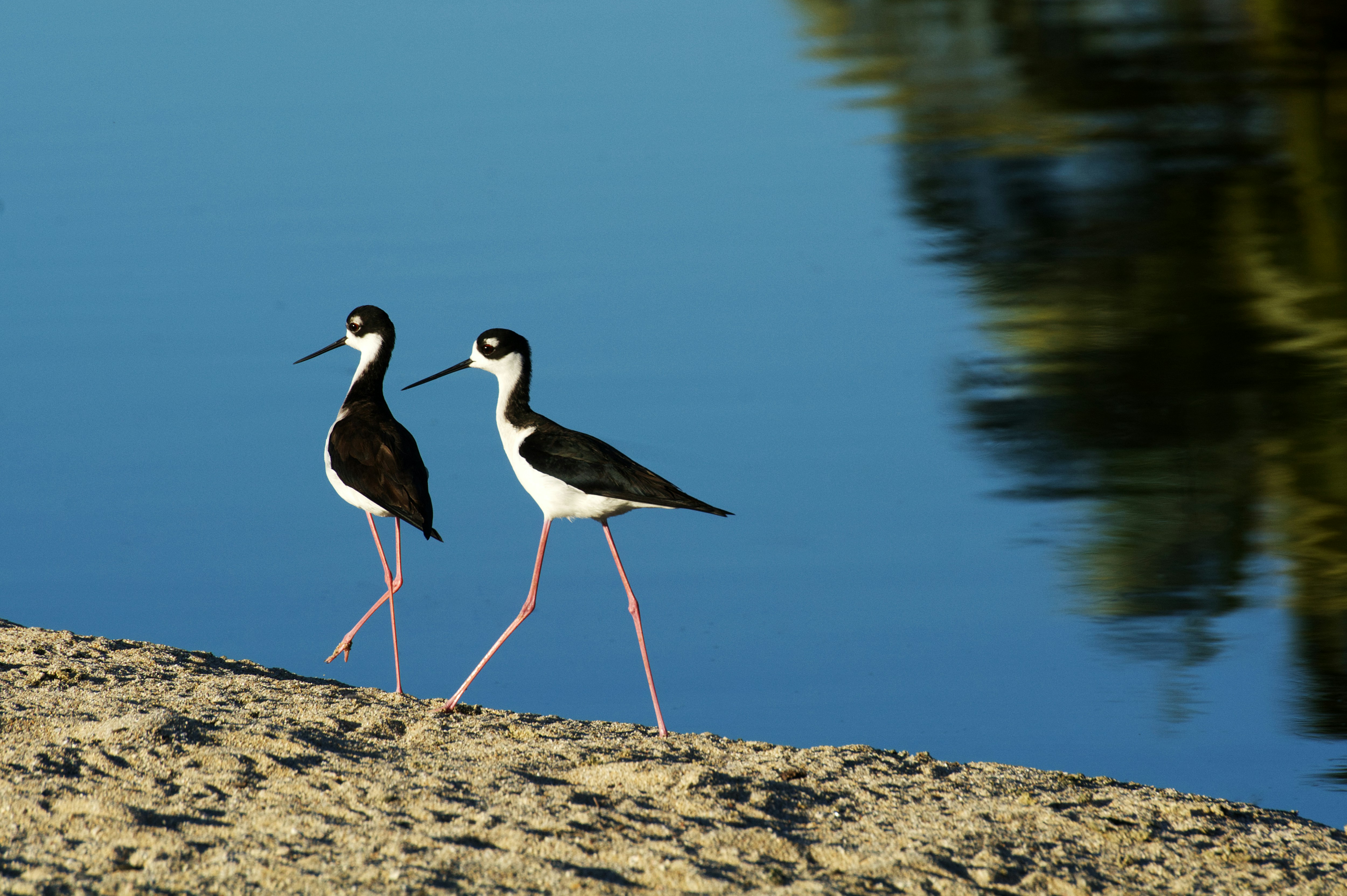 Graceful Stroll by the Water's Edge