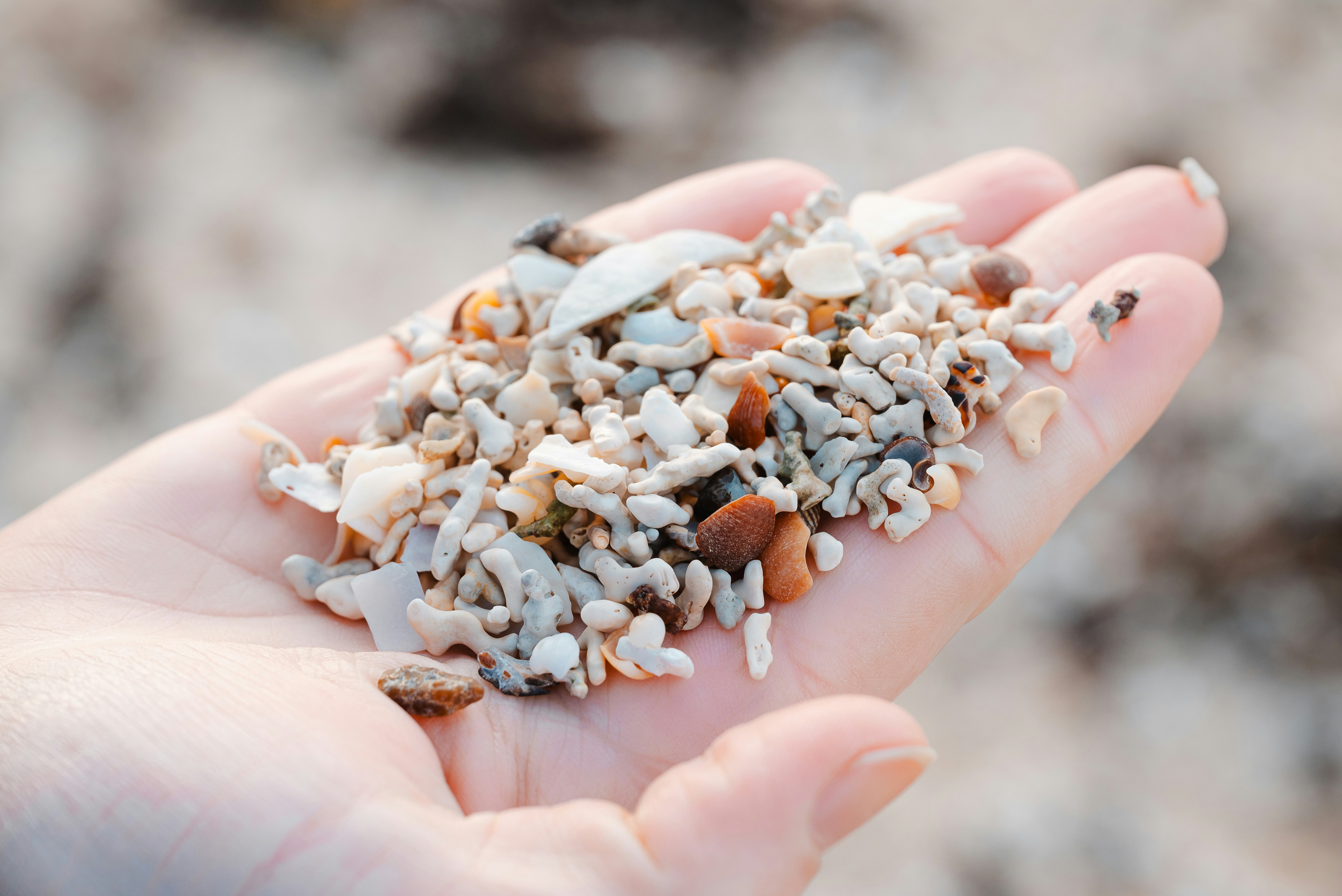 Hand holding a handful of small shells and coral. photo – Free Food ...