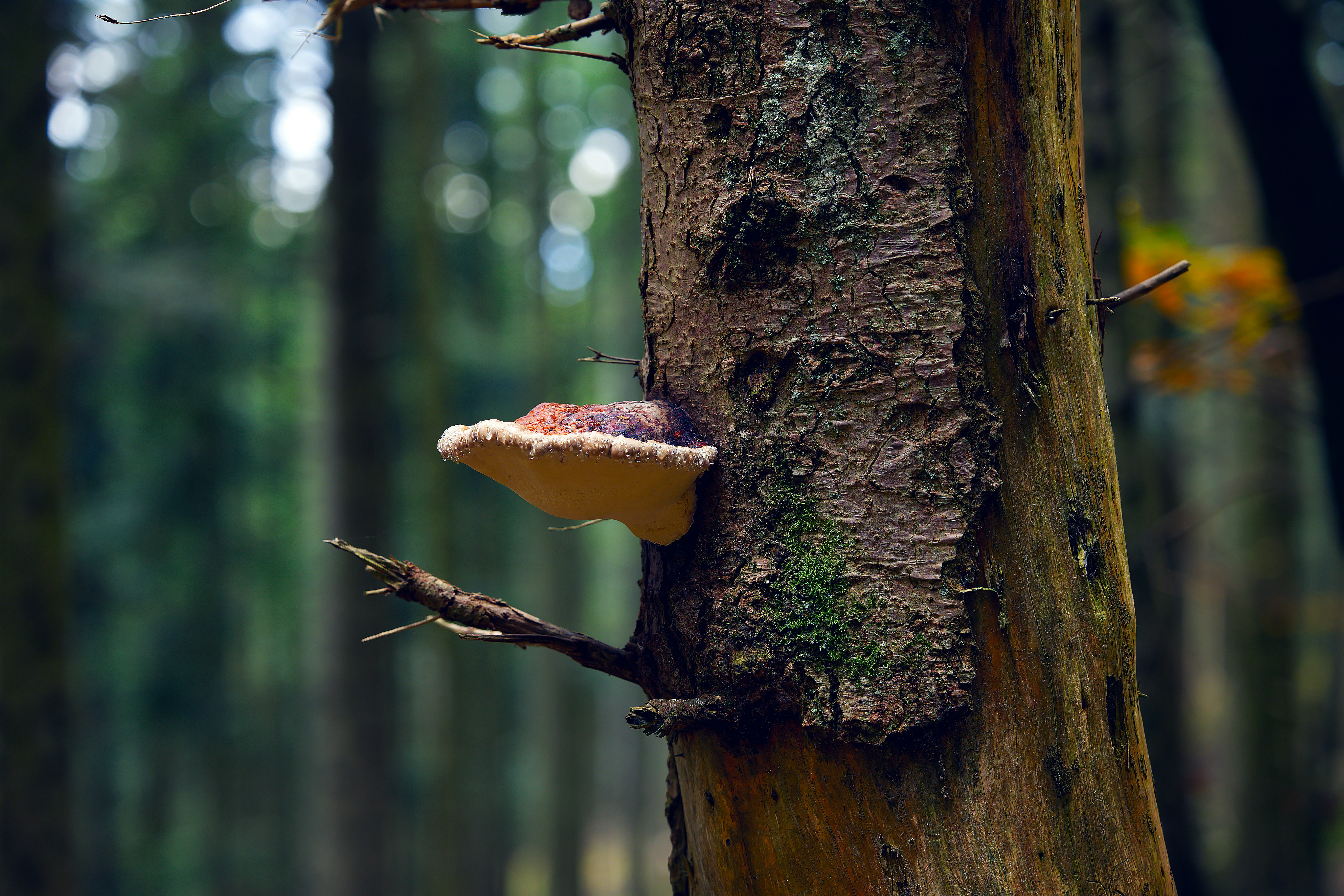 Photo by Jean Woloszczyk with Canon EOS R6