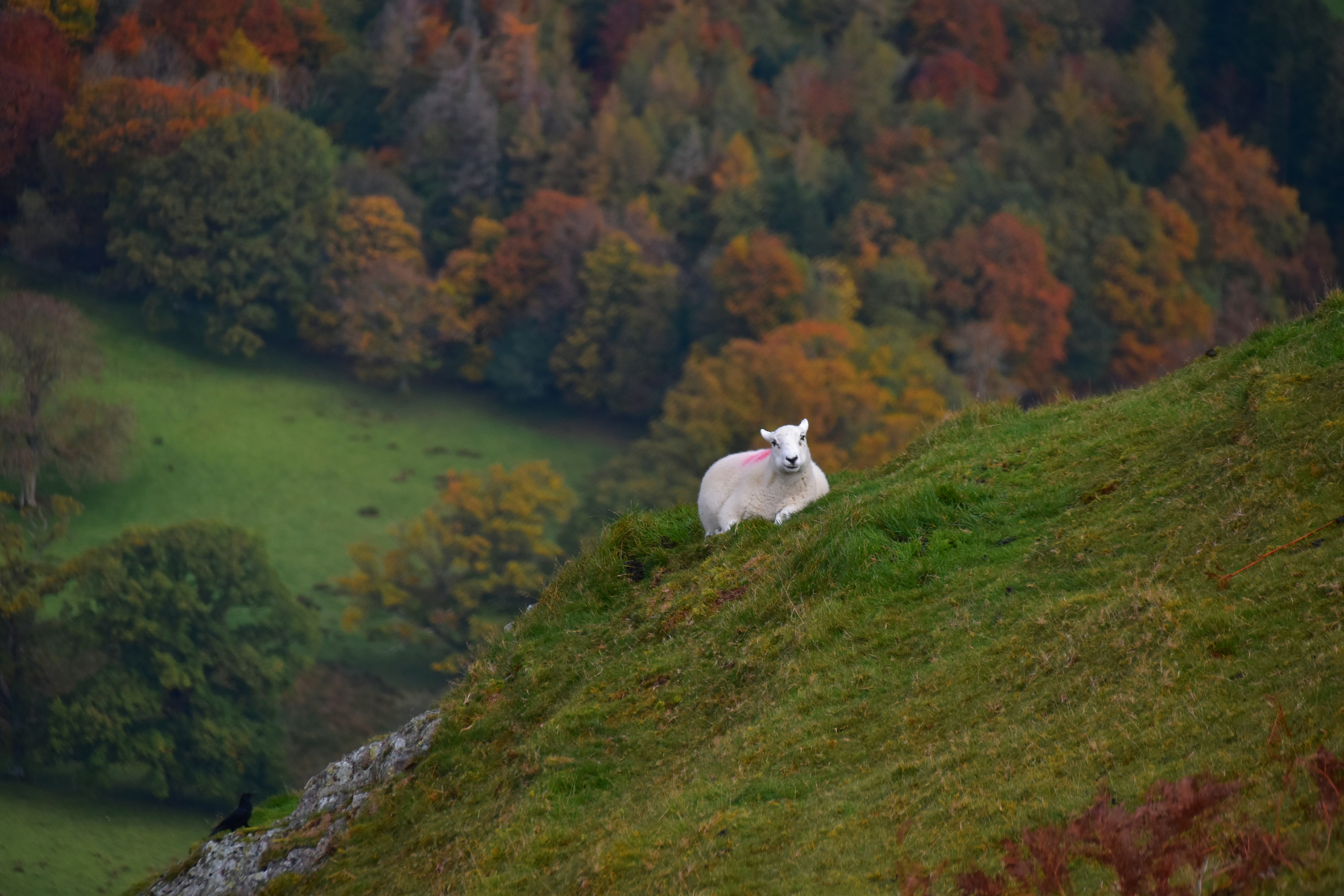 Serene Sheep on Autumn's Palette
