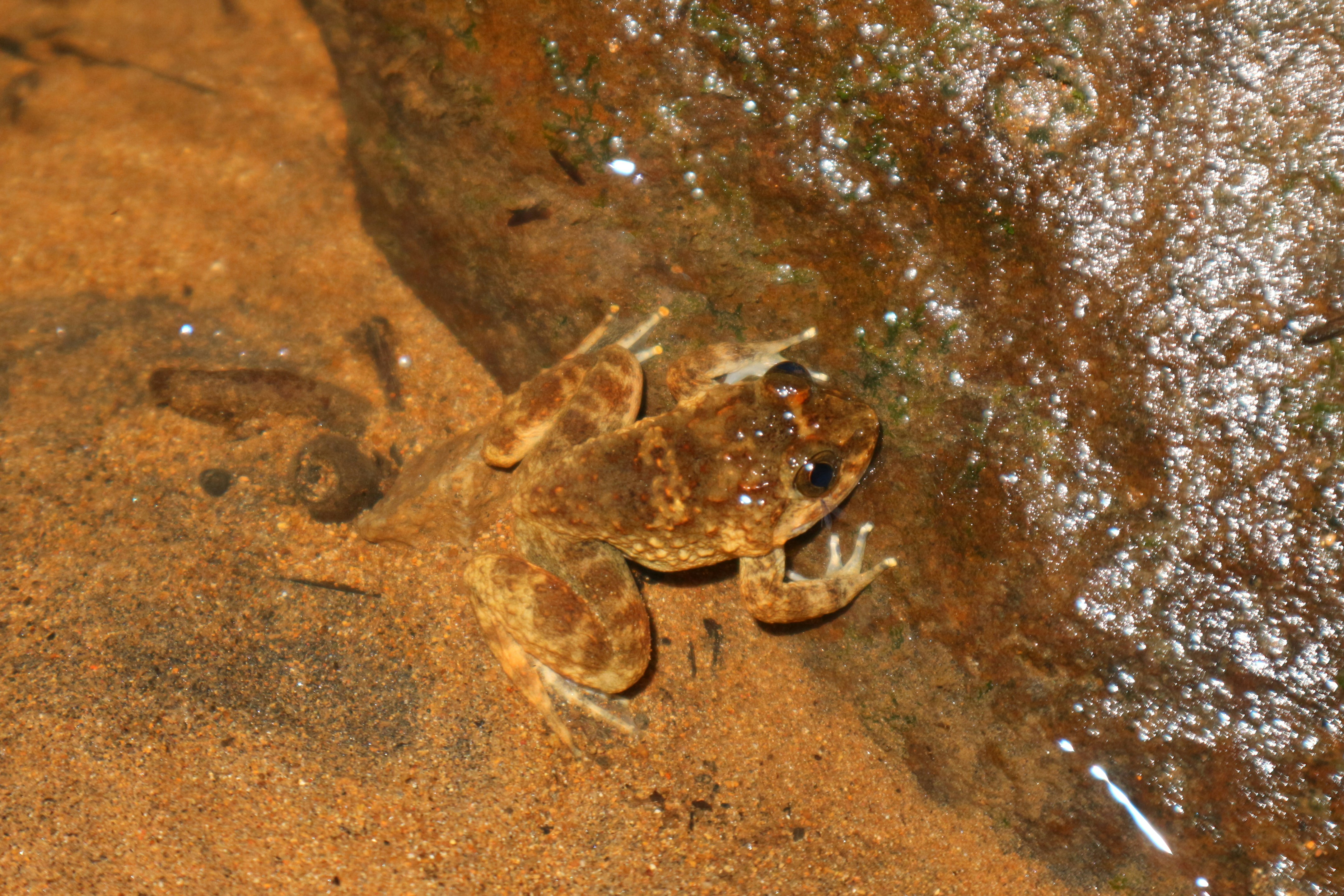 Tide-Washed Camouflage: A Brown Frog Reposes on Glinting Mud