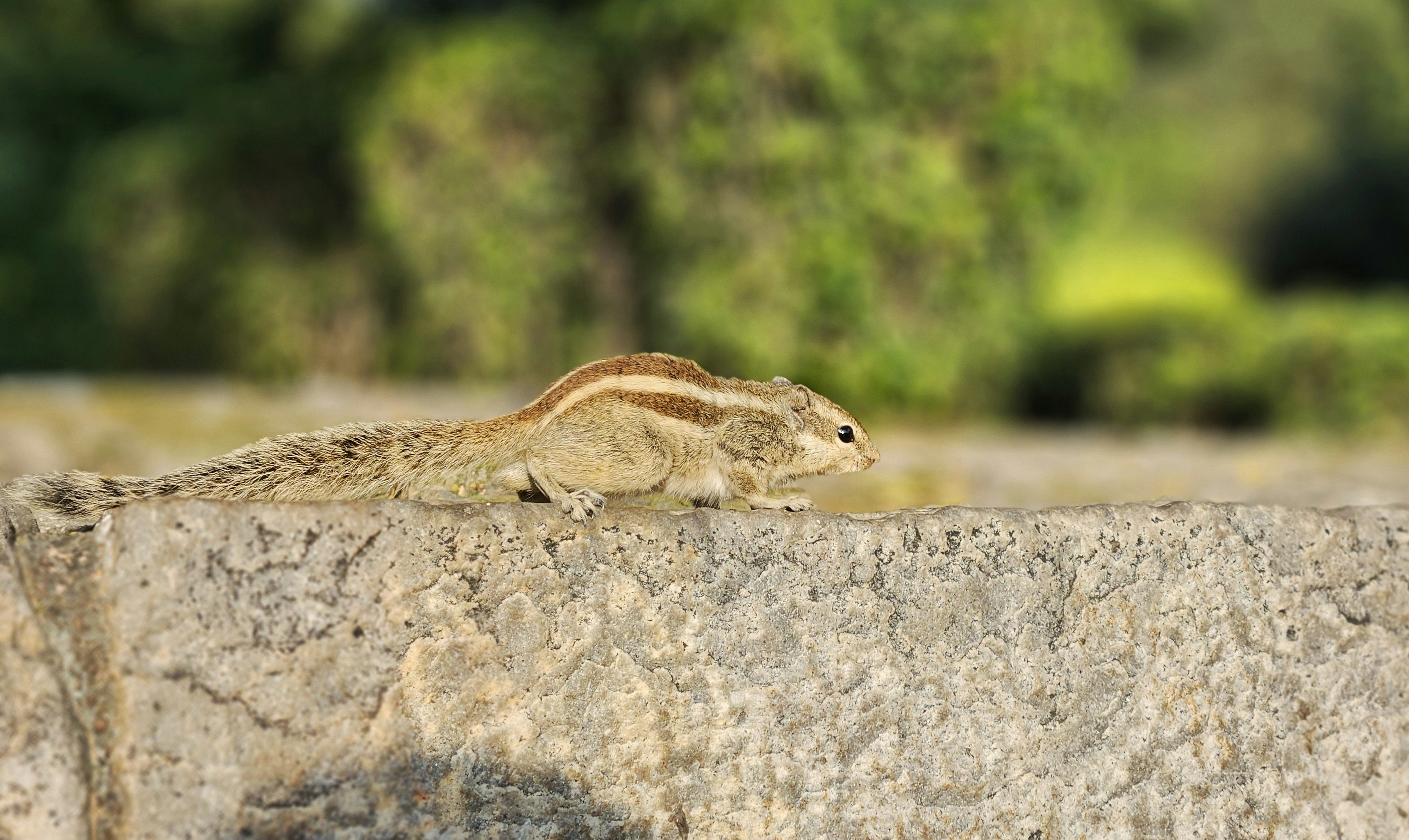 Squirrel's Sunlit Stroll