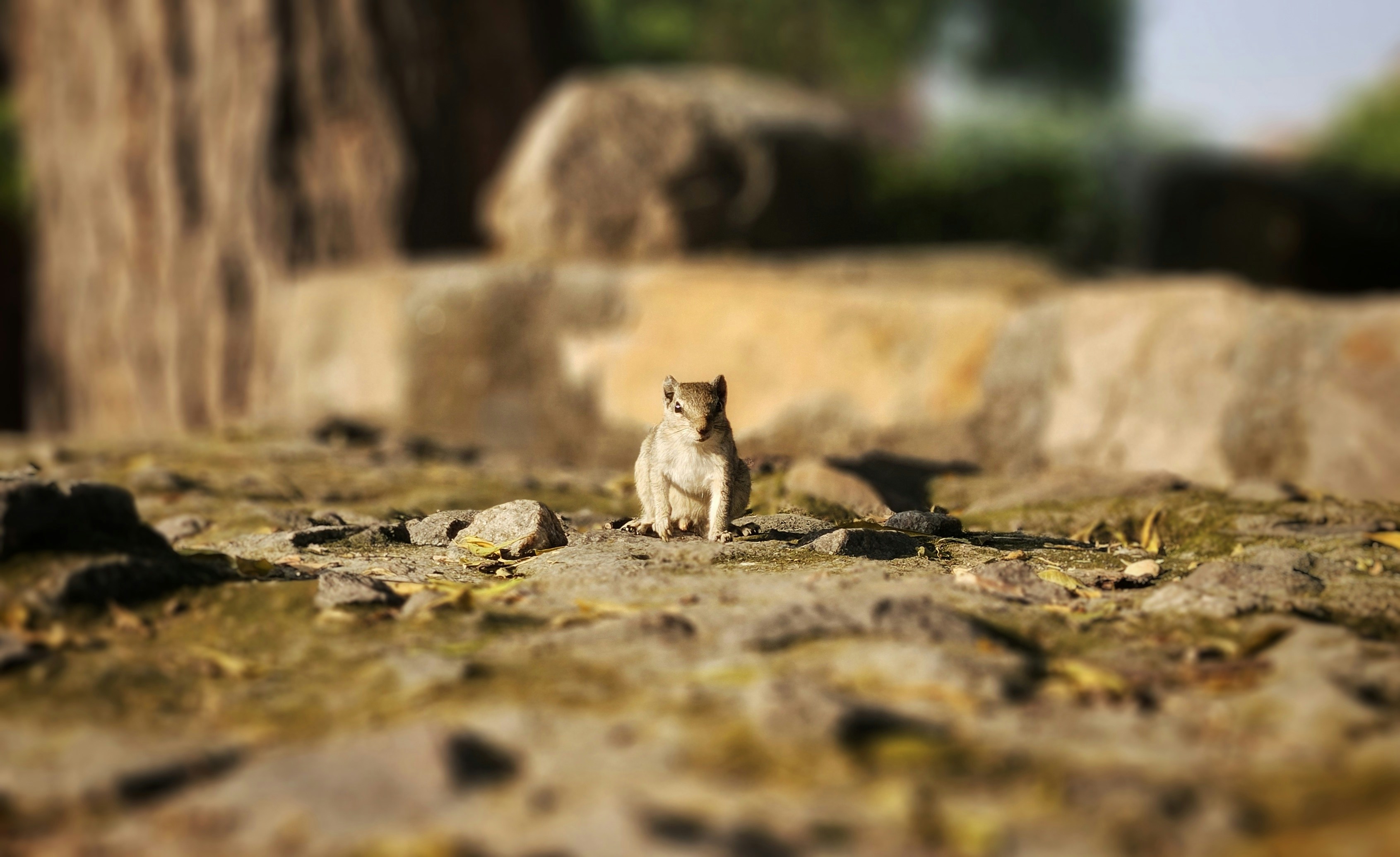 Tiny Sentry on a Sunlit Pebble Path