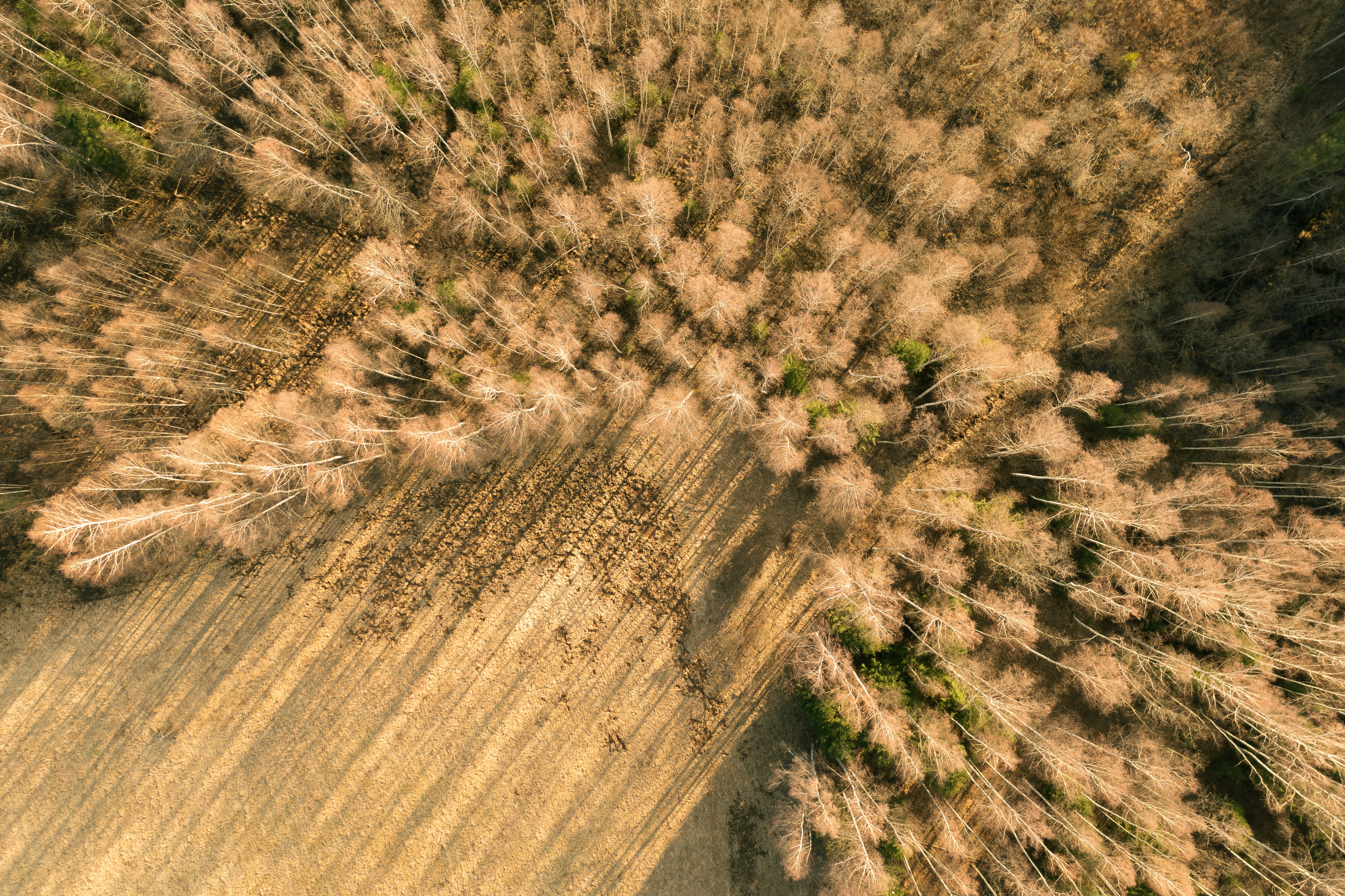 Aerial view of leafless trees casting long shadows over a sunlit field.