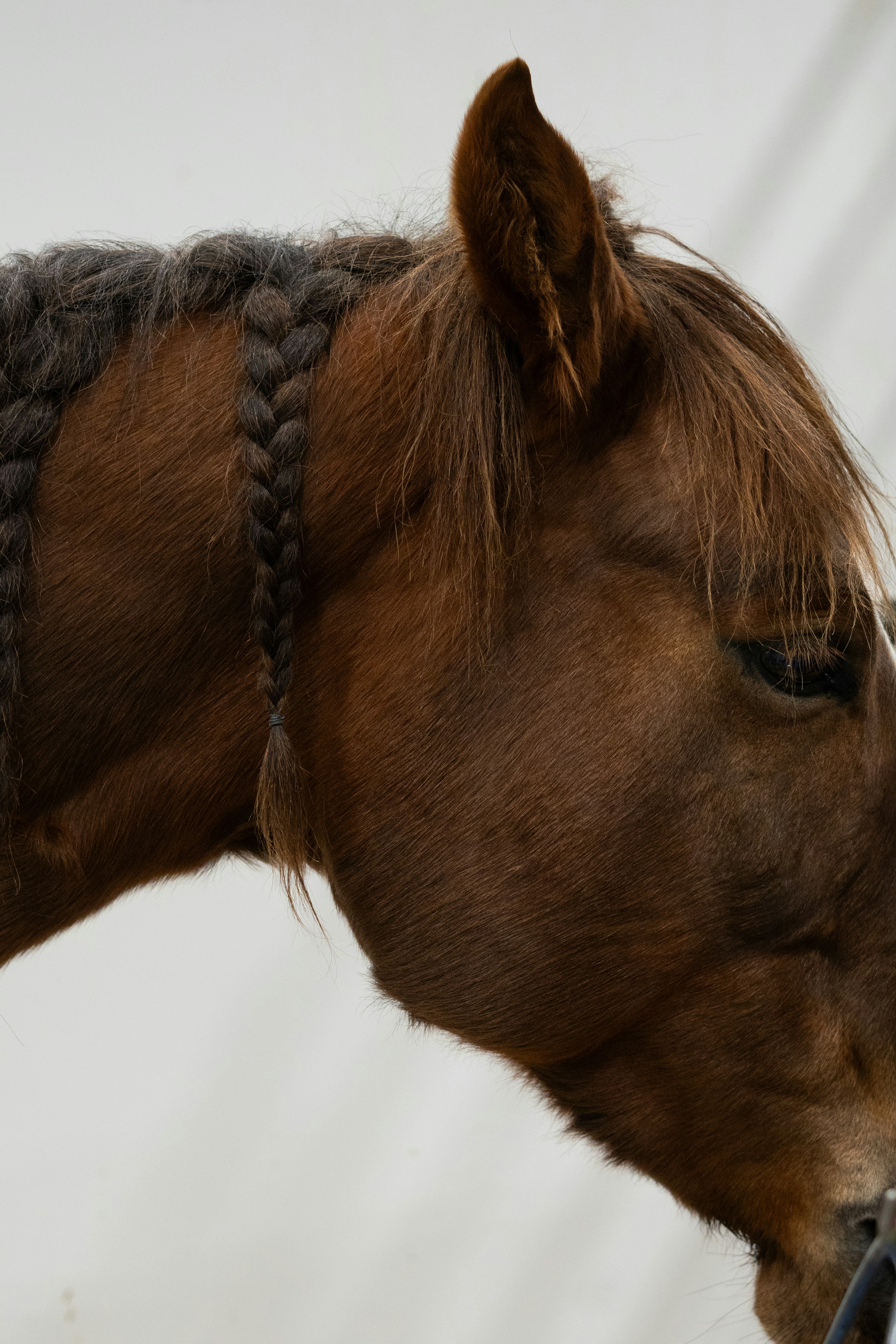 Side Profile in Focus: A Brown Horse with Braided Mane
