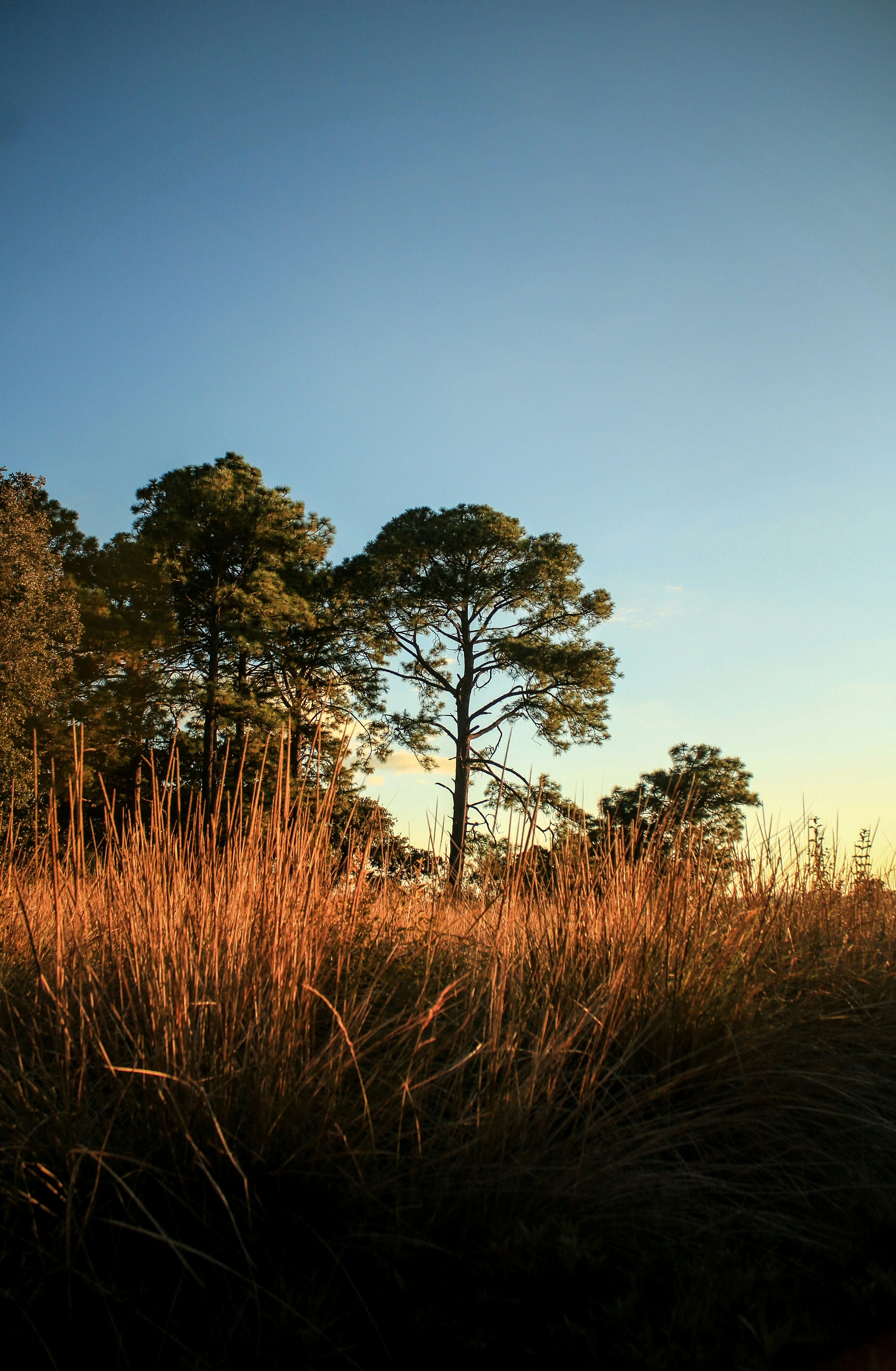 Golden Hour Symphony in a Grassy Meadow