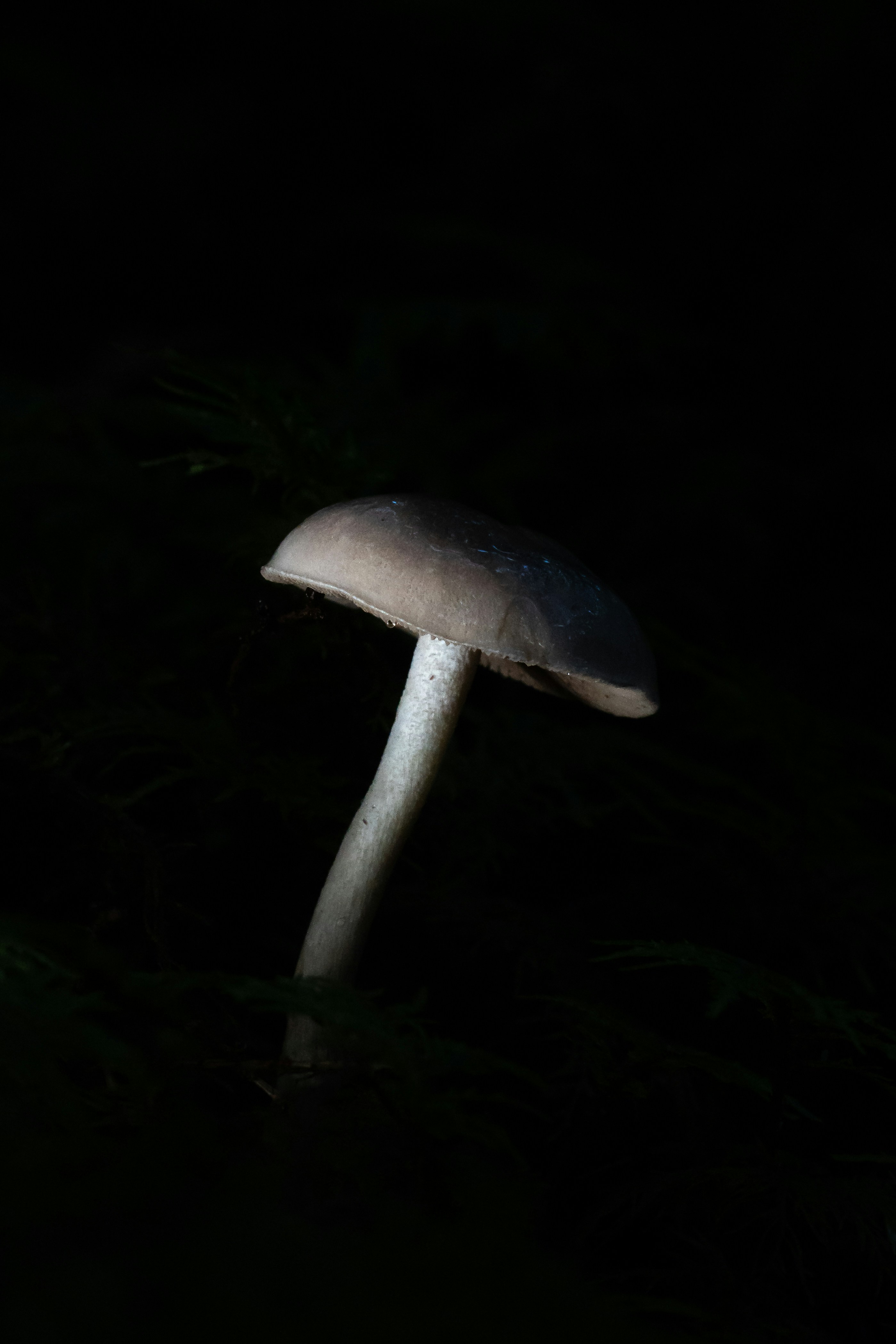 Nightbeam Sentinel: A solitary mushroom in a narrow shaft of light