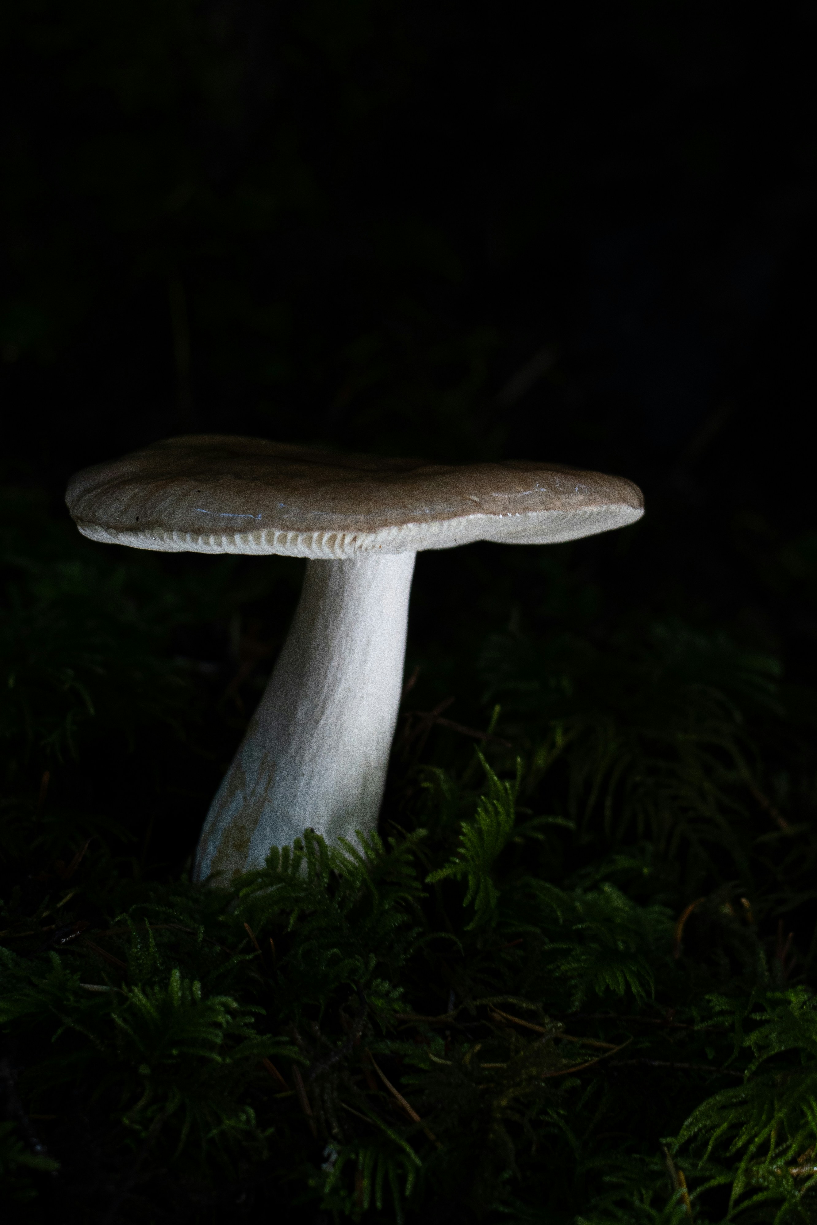 Moonlit Cap: a solitary white mushroom rising from moss in a dark forest