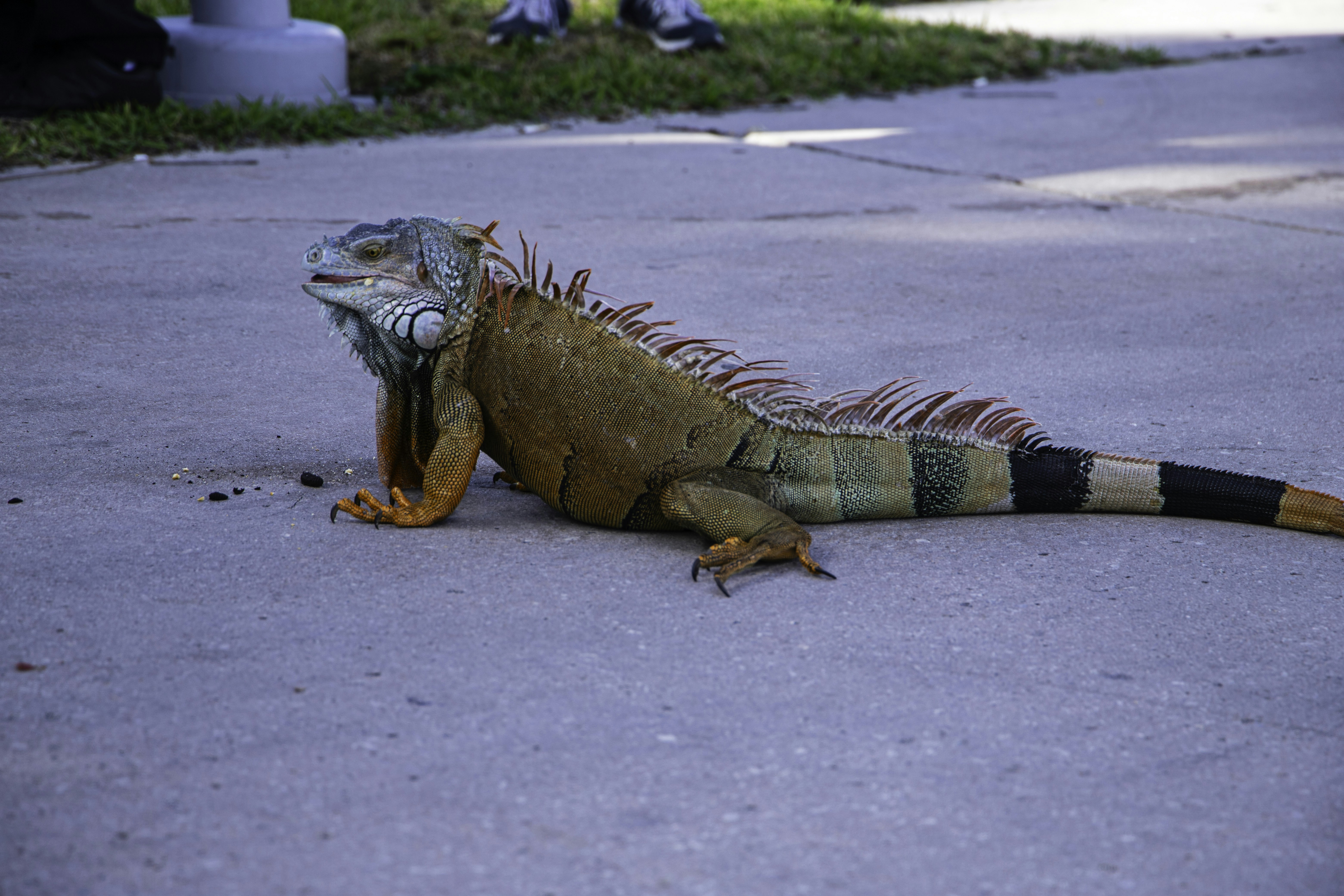 Urban Iguana on the Move