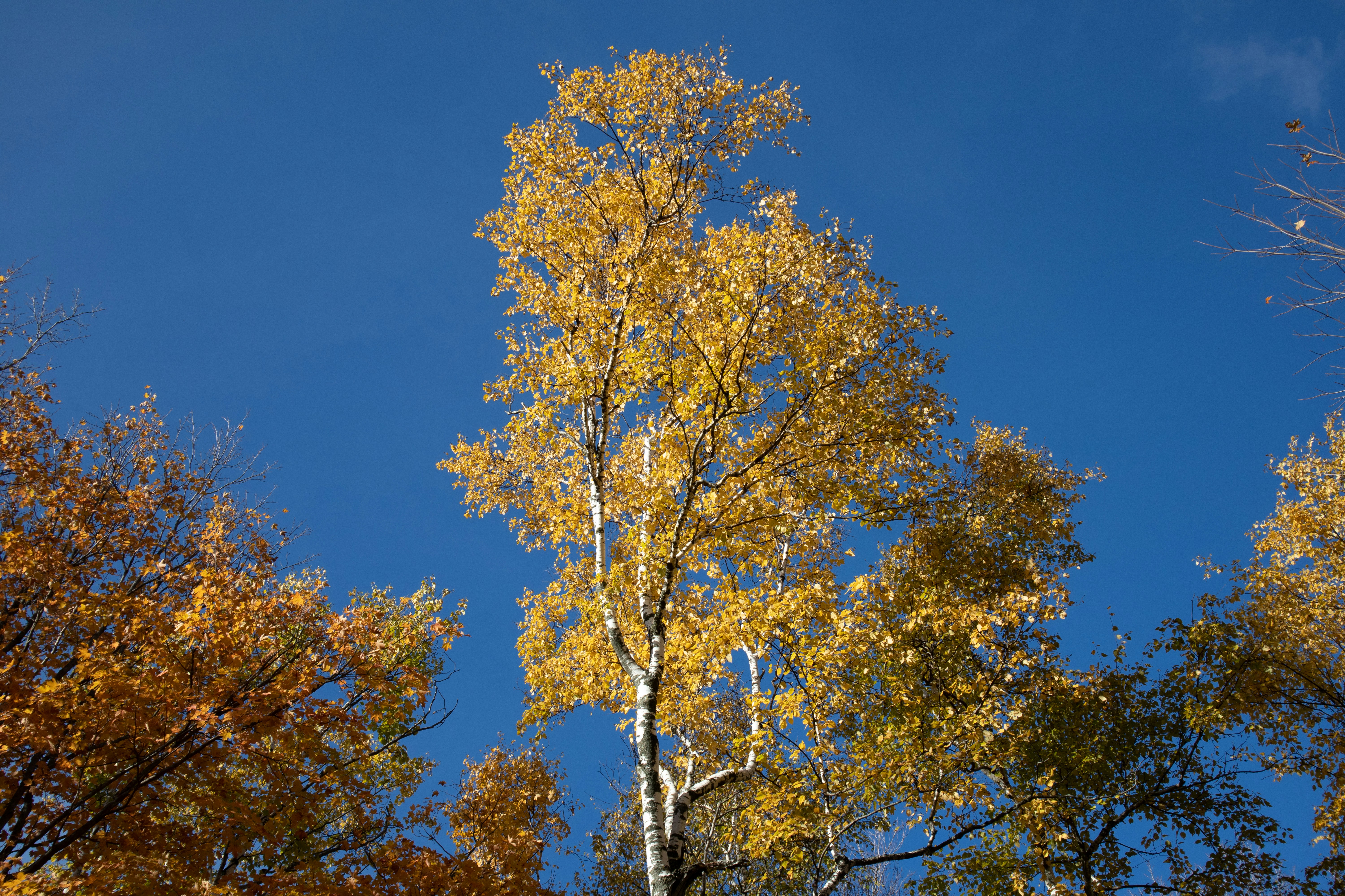 Autumn leaves on trees against a blue sky.