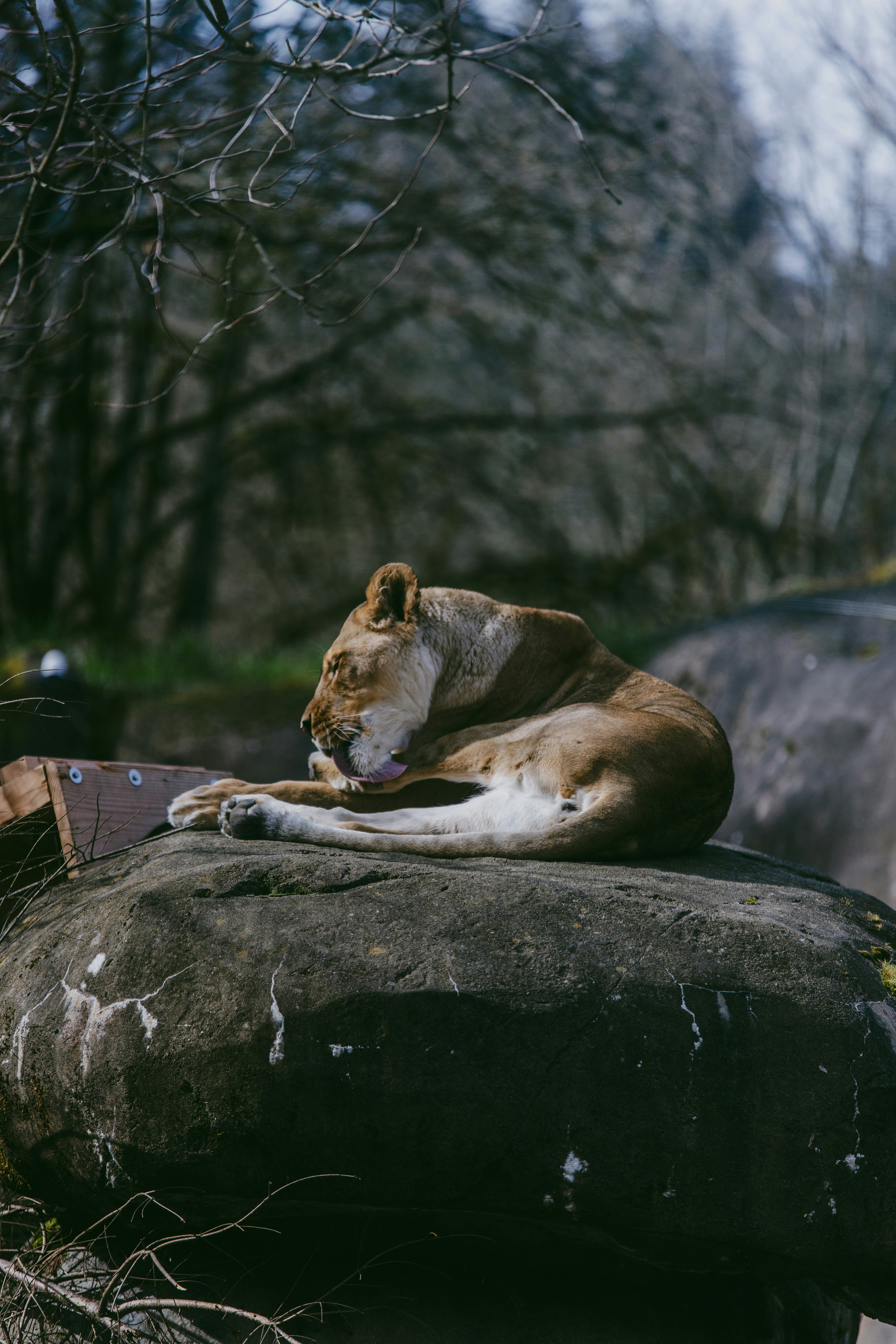 Queen of the Quiet Stone: A Lioness Reposes on a Weathered Boulder