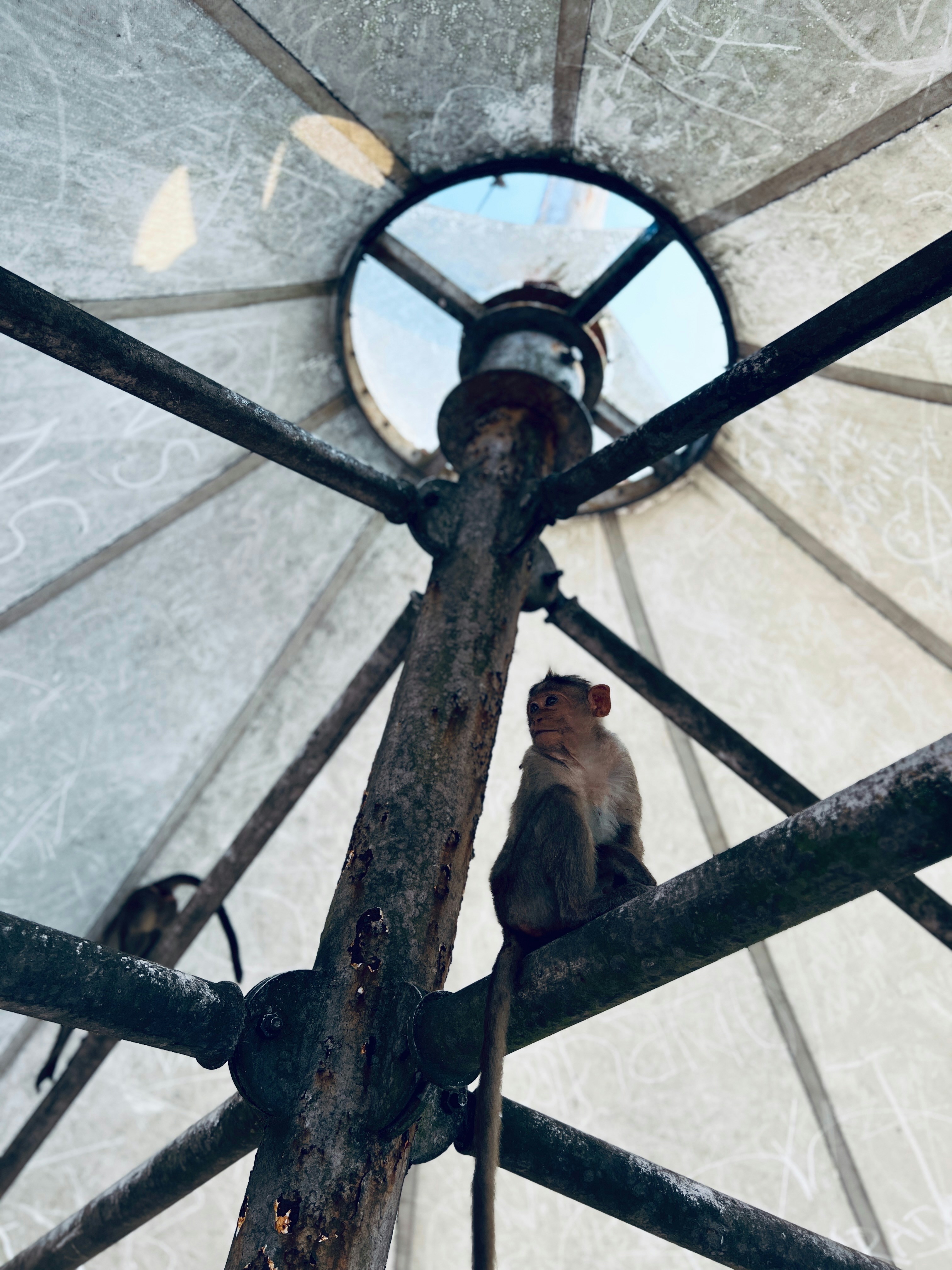 Curious Monkey Among Rusted Spokes Beneath a Circular Canopy