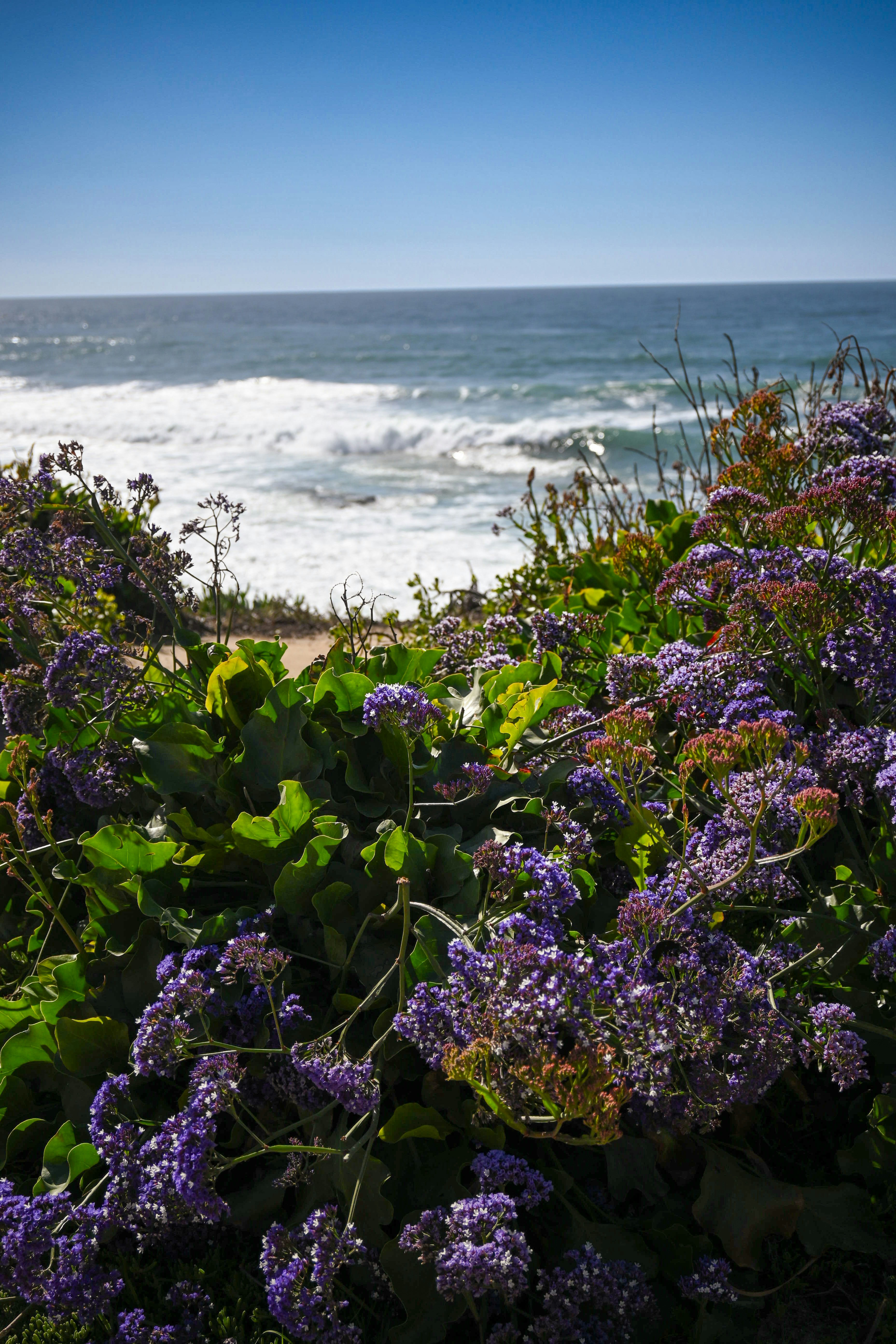 Lilac Tide at the Seashore: Blooms Framing the Ocean