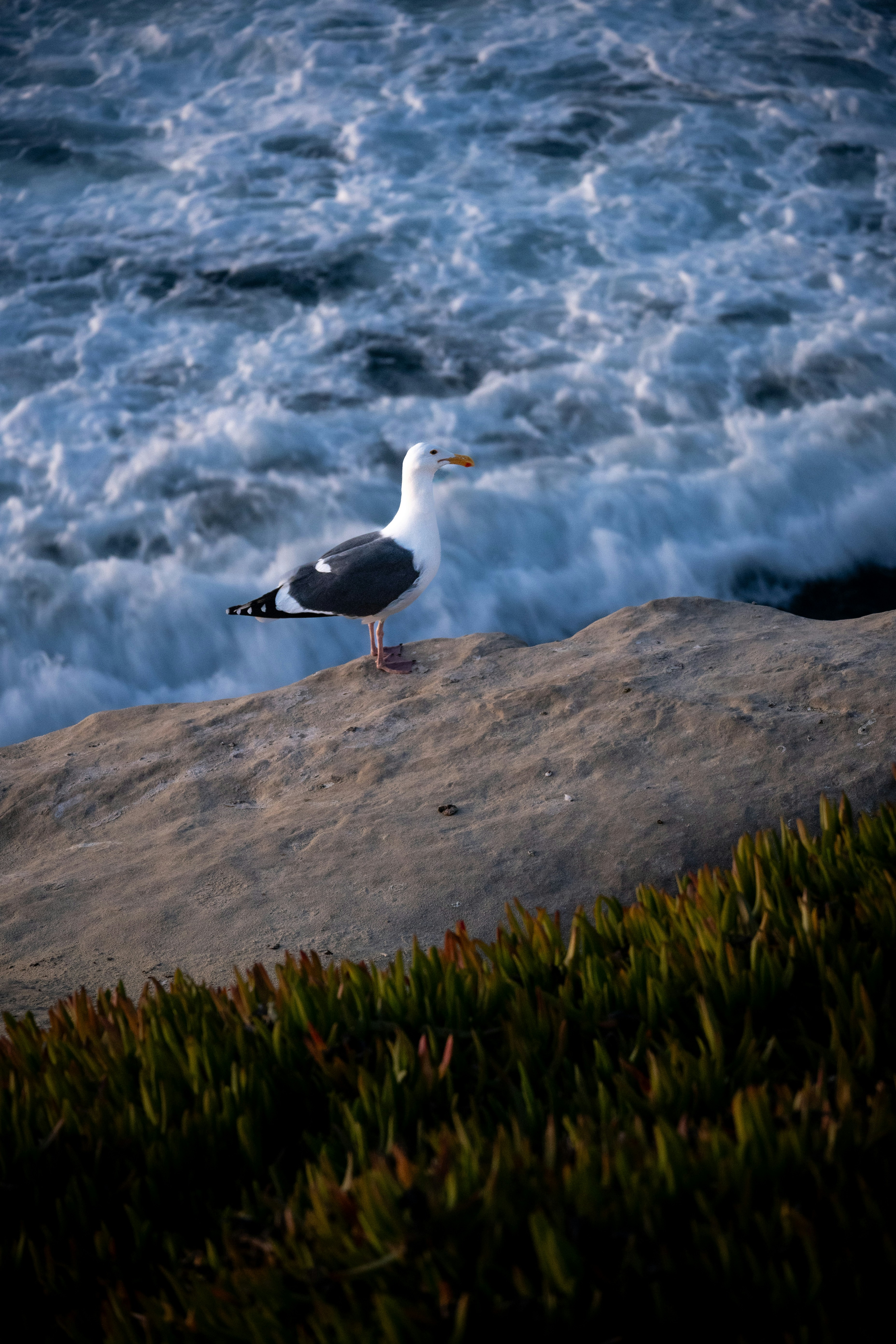 Photo by Christopher Magat with Nikon Z30