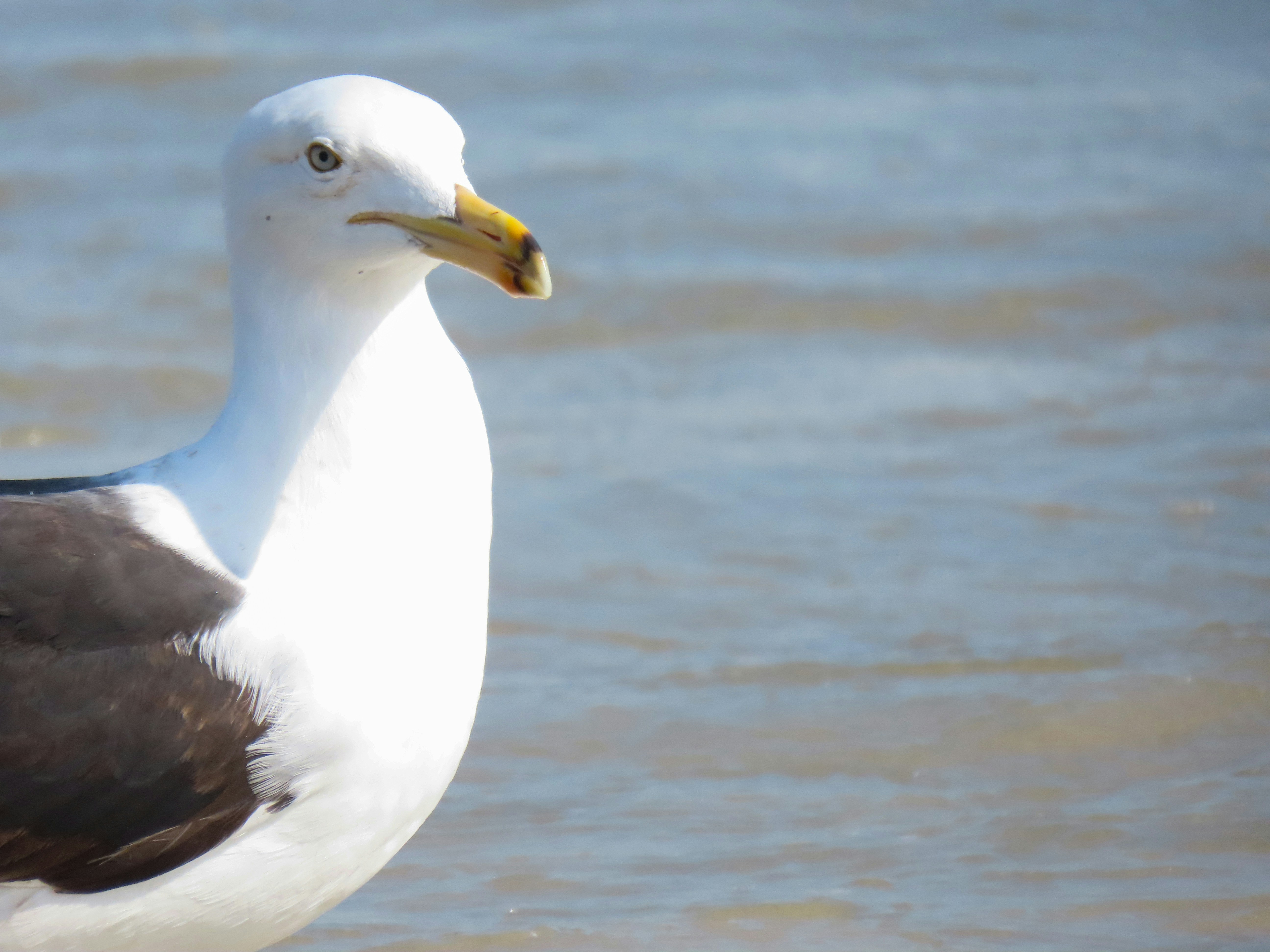 Kelp gull stands poised by rippling water under soft daylight.