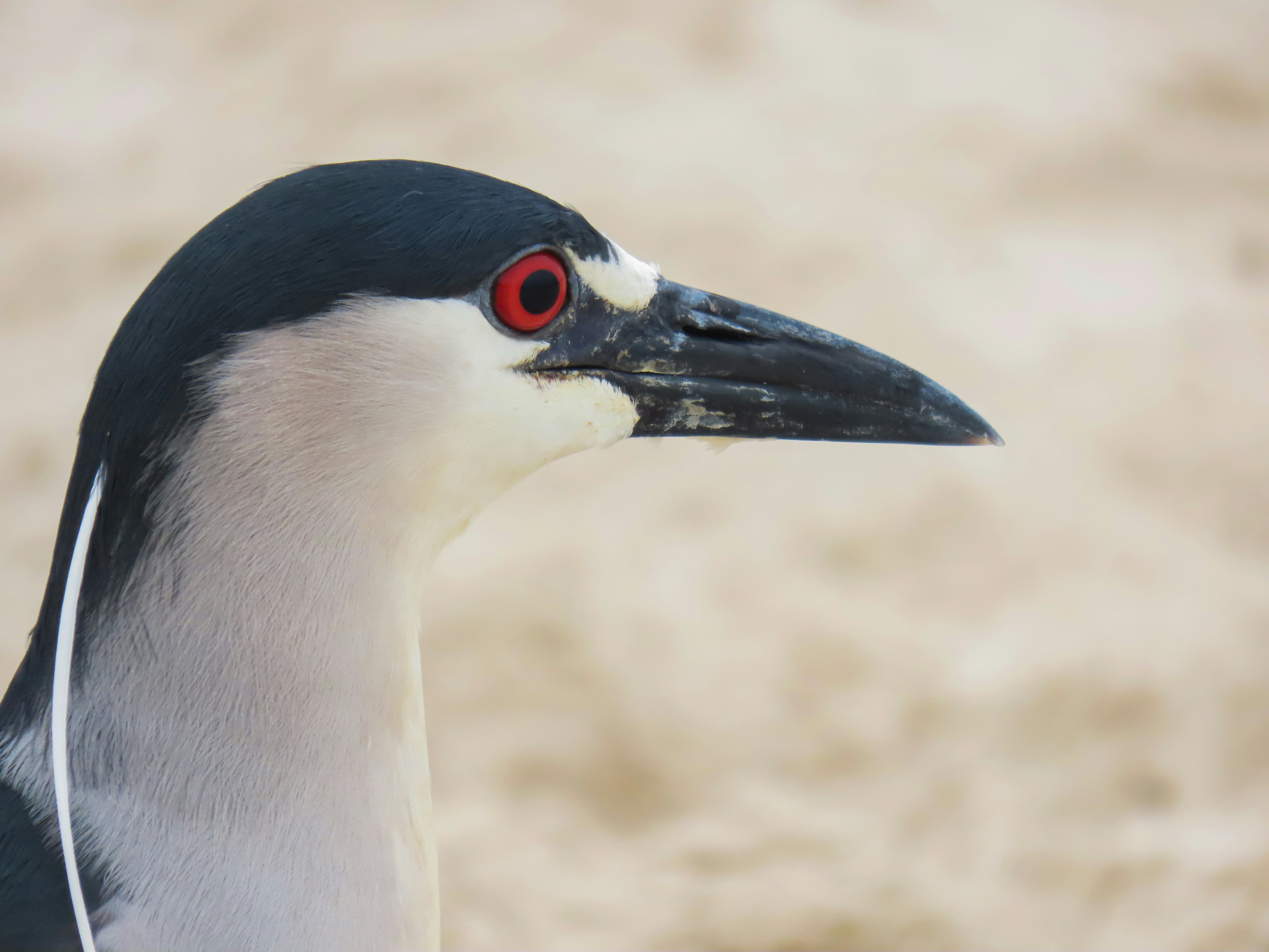 Black-crowned night heron with striking red eyes and a sharp beak against a blurred background.