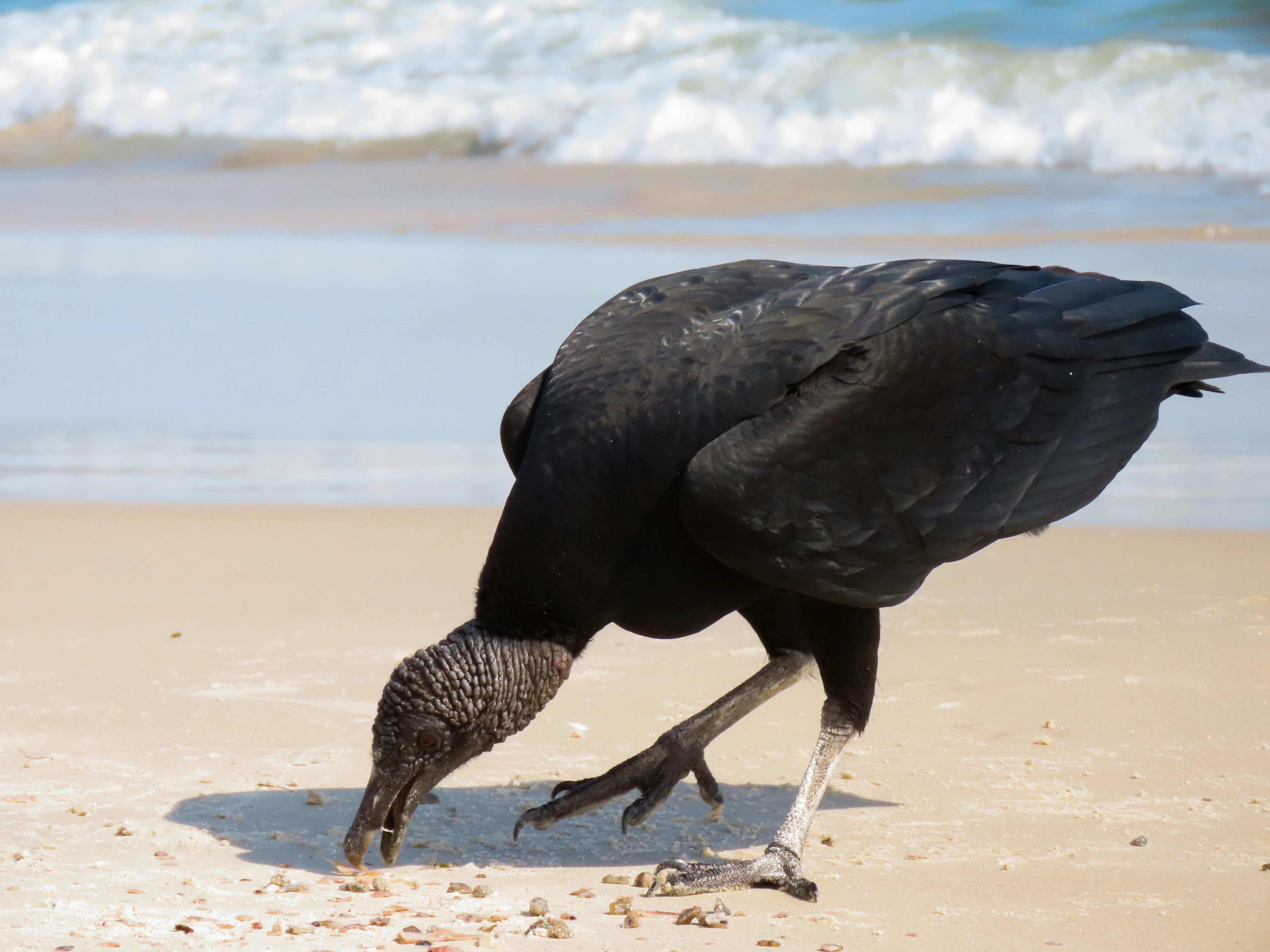 Seaside Scavenger's Feast
