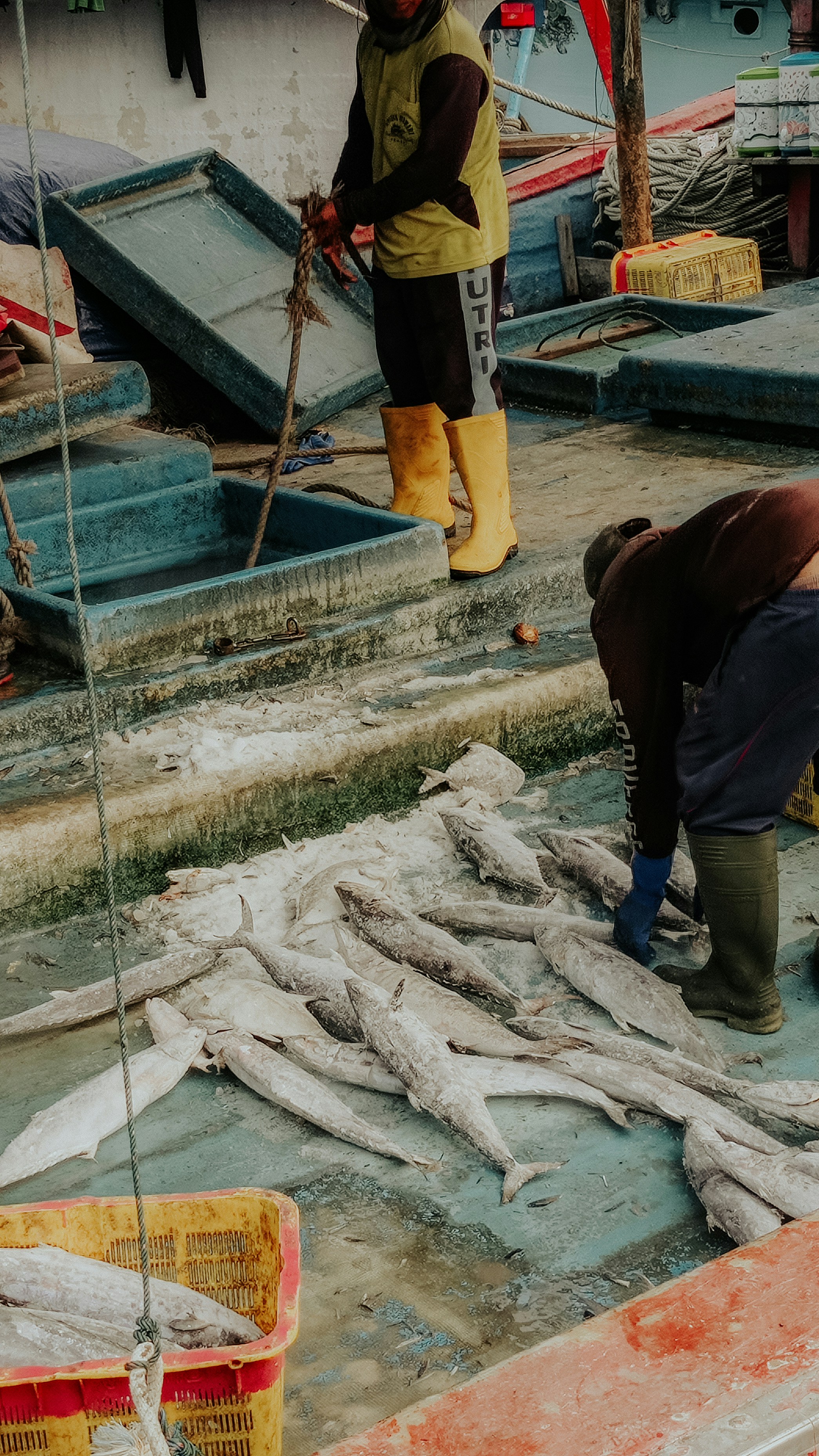 Fishermen process a large catch of fish on deck. photo – Free ...