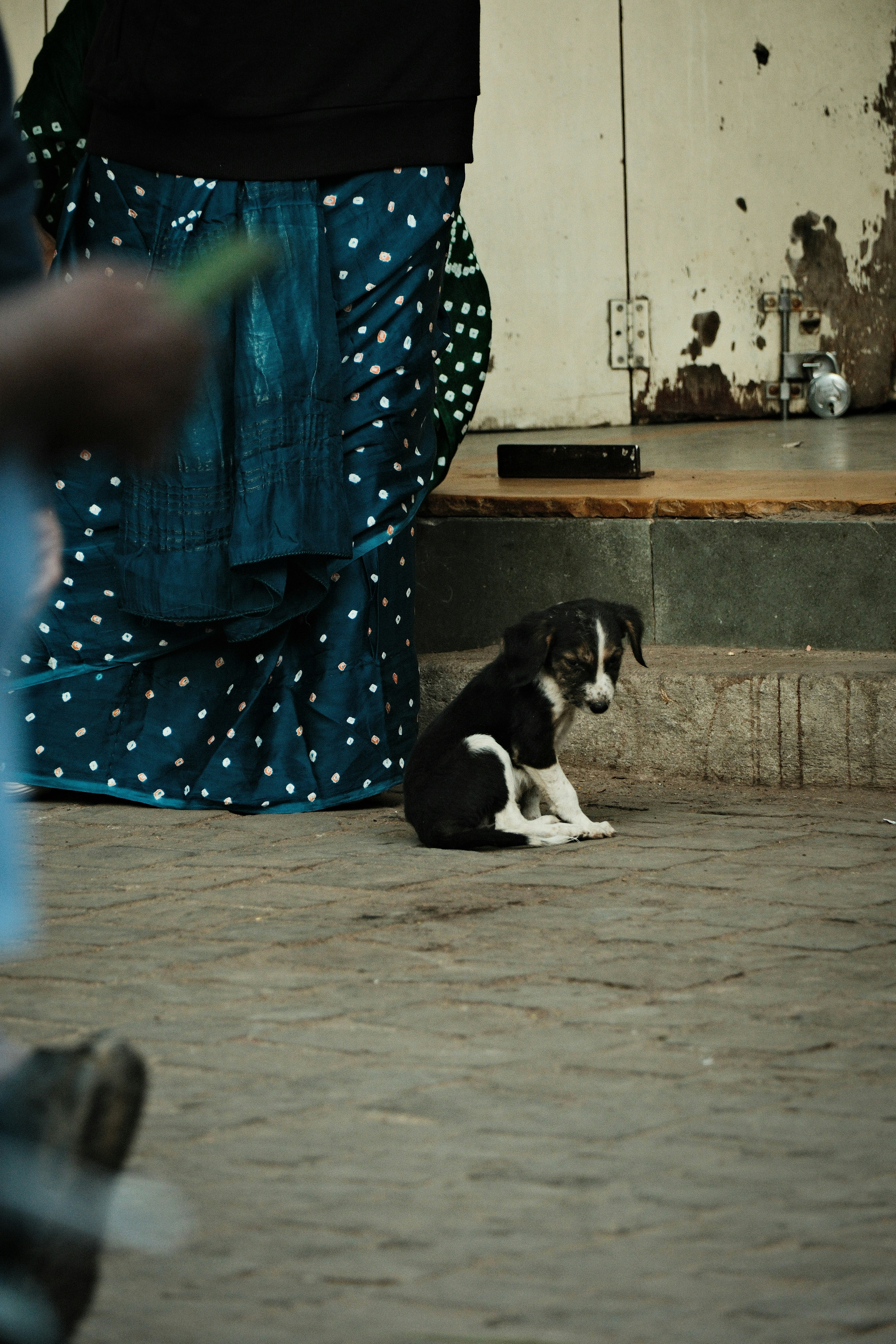 Quiet Greeting at the Door: a tiny black-and-white puppy by a blue polka-dot skirt