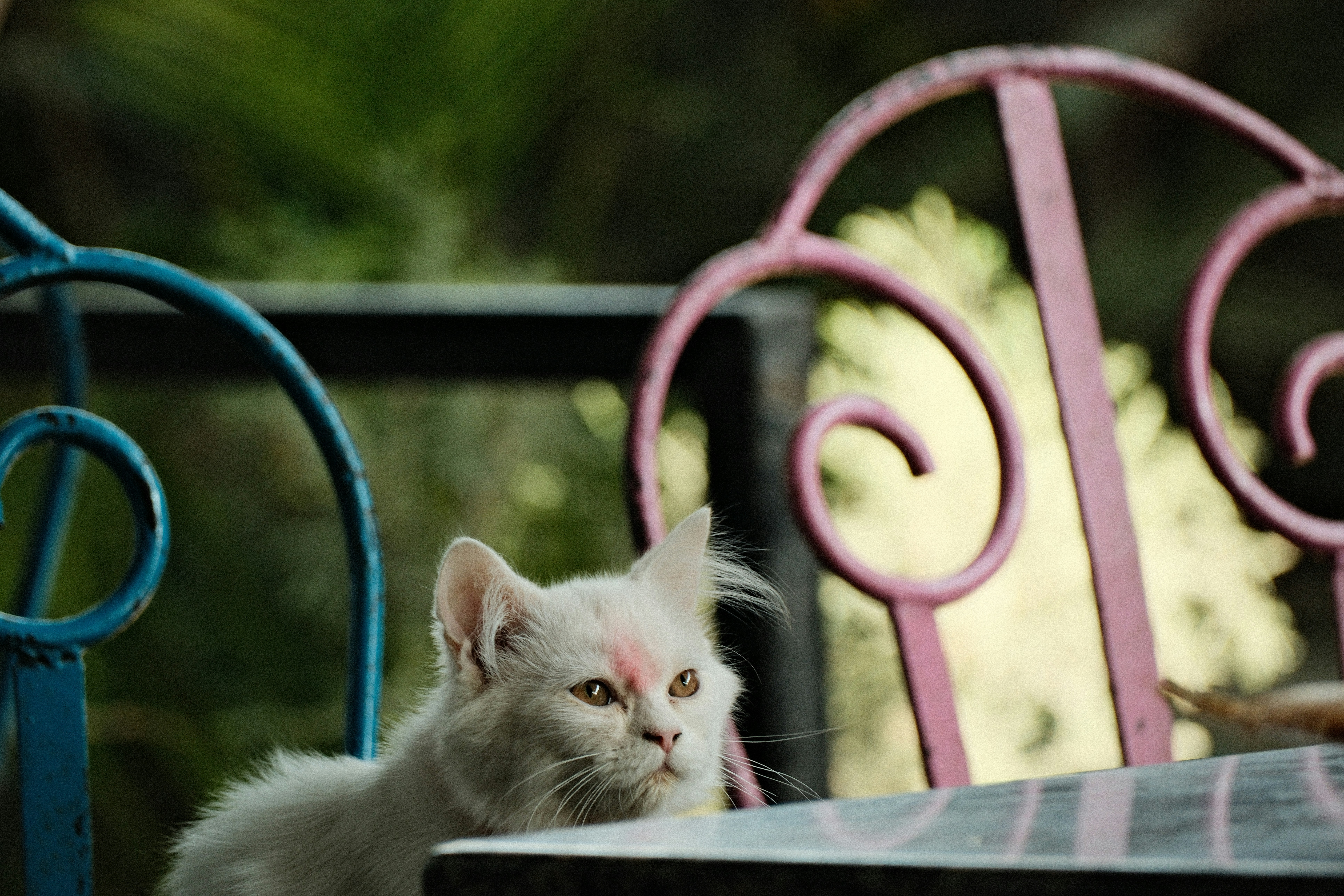 Whiskered Observer Framed by Colorful Garden Ironwork