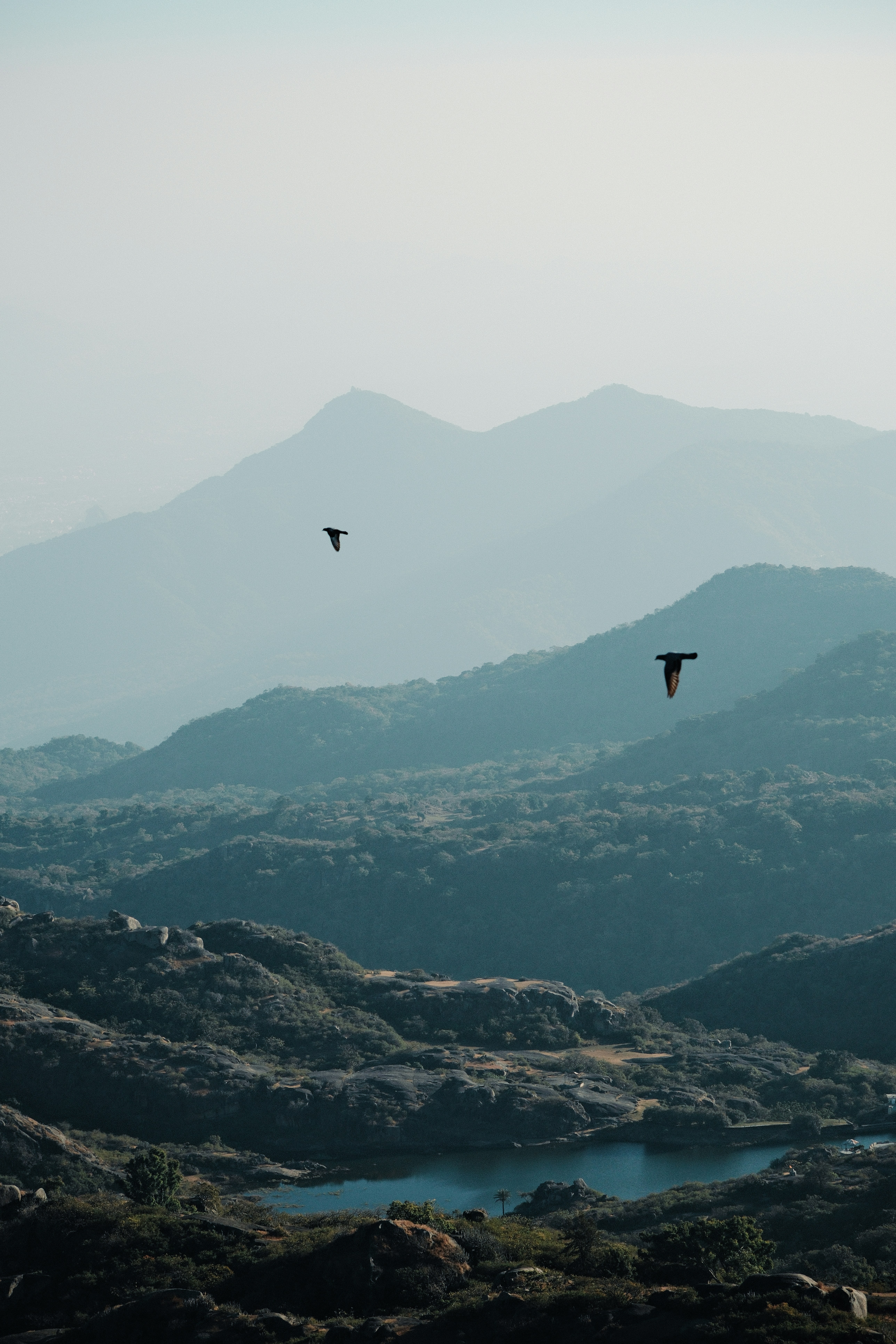 Two Wings Over a Misty Blue Ridge