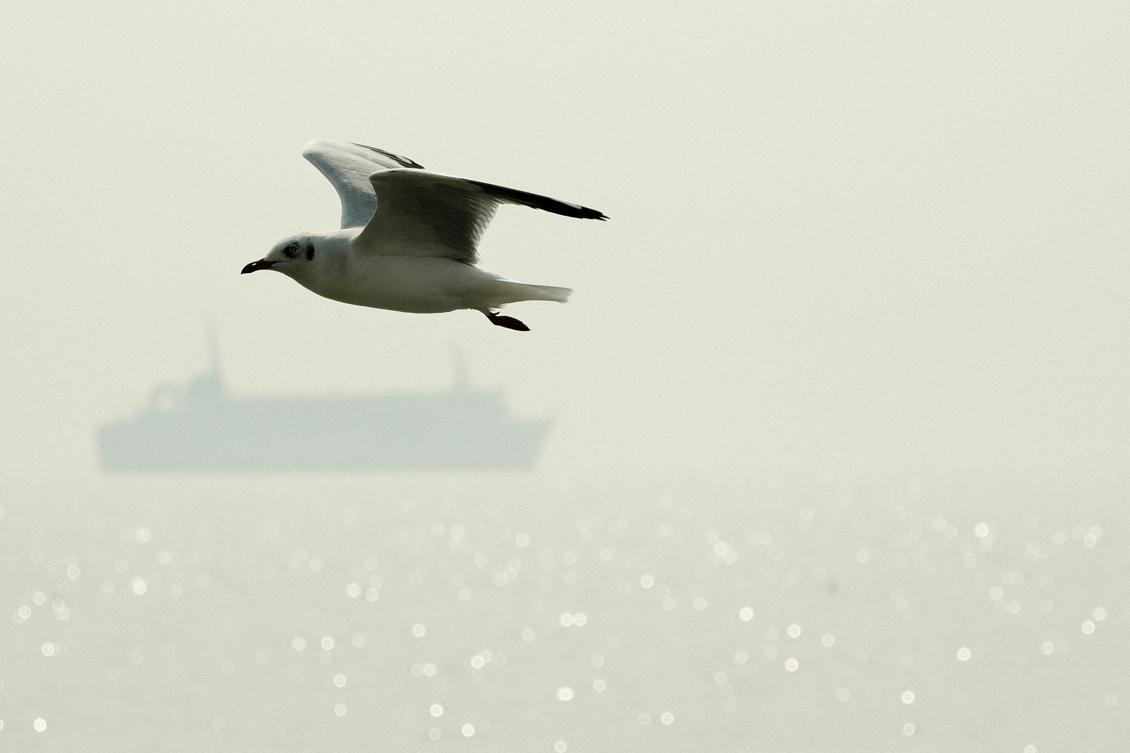 Flight over a Shimmering Sea: Seagull and a Distant Harbor