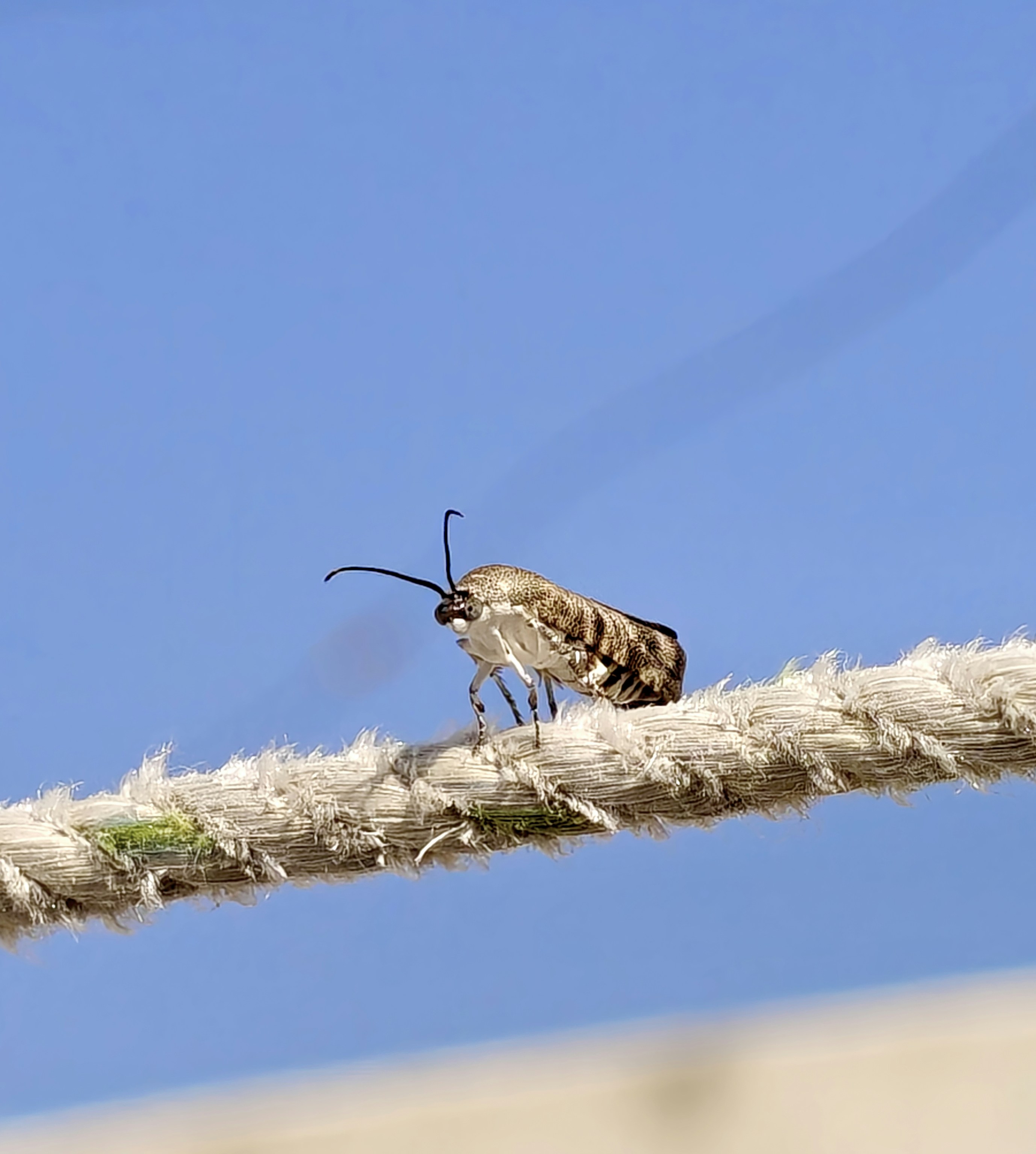 Sample photo from OnePlus Nord 4