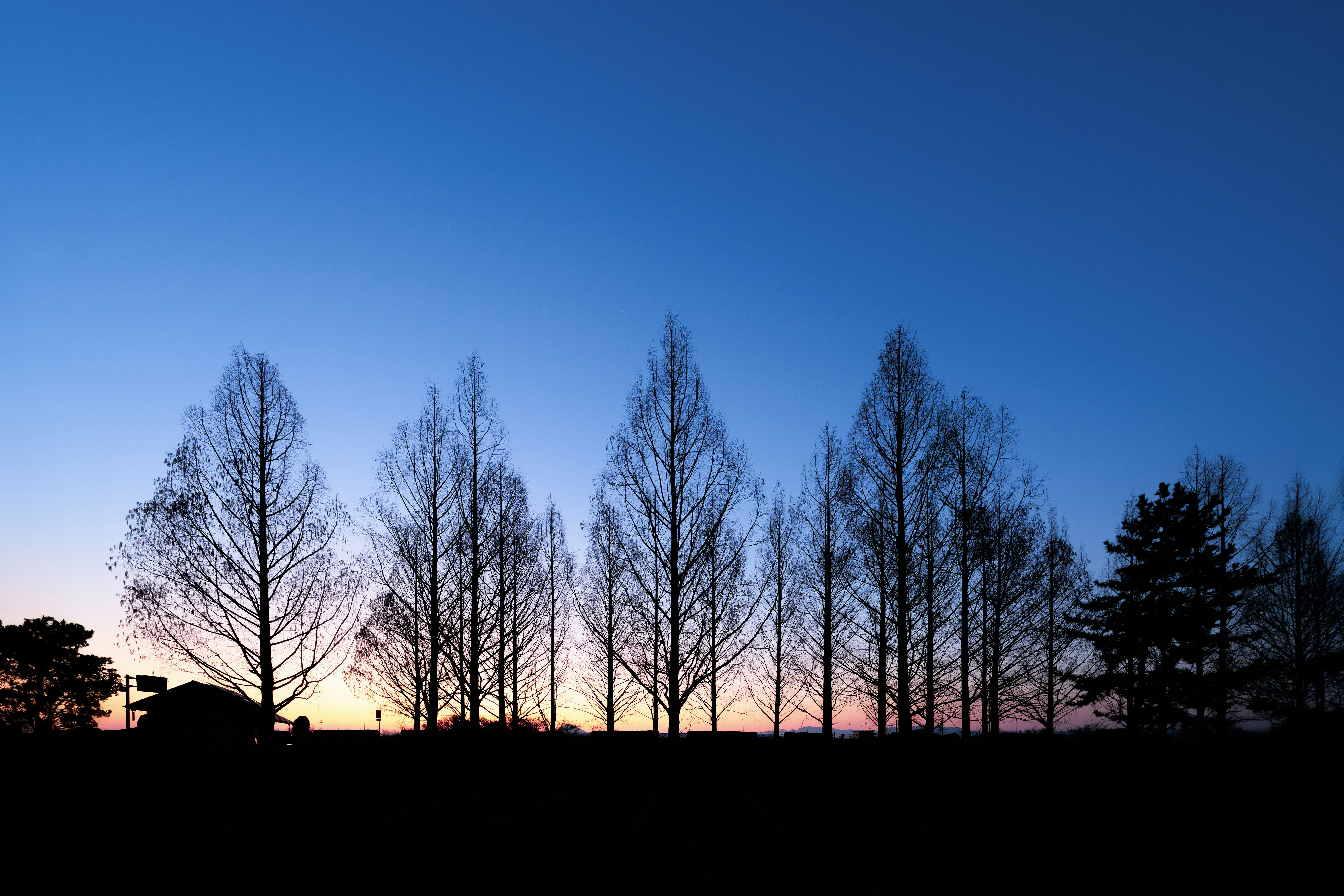 Silhouetted trees under a beautiful, dusky sky. photo – Free Human ...