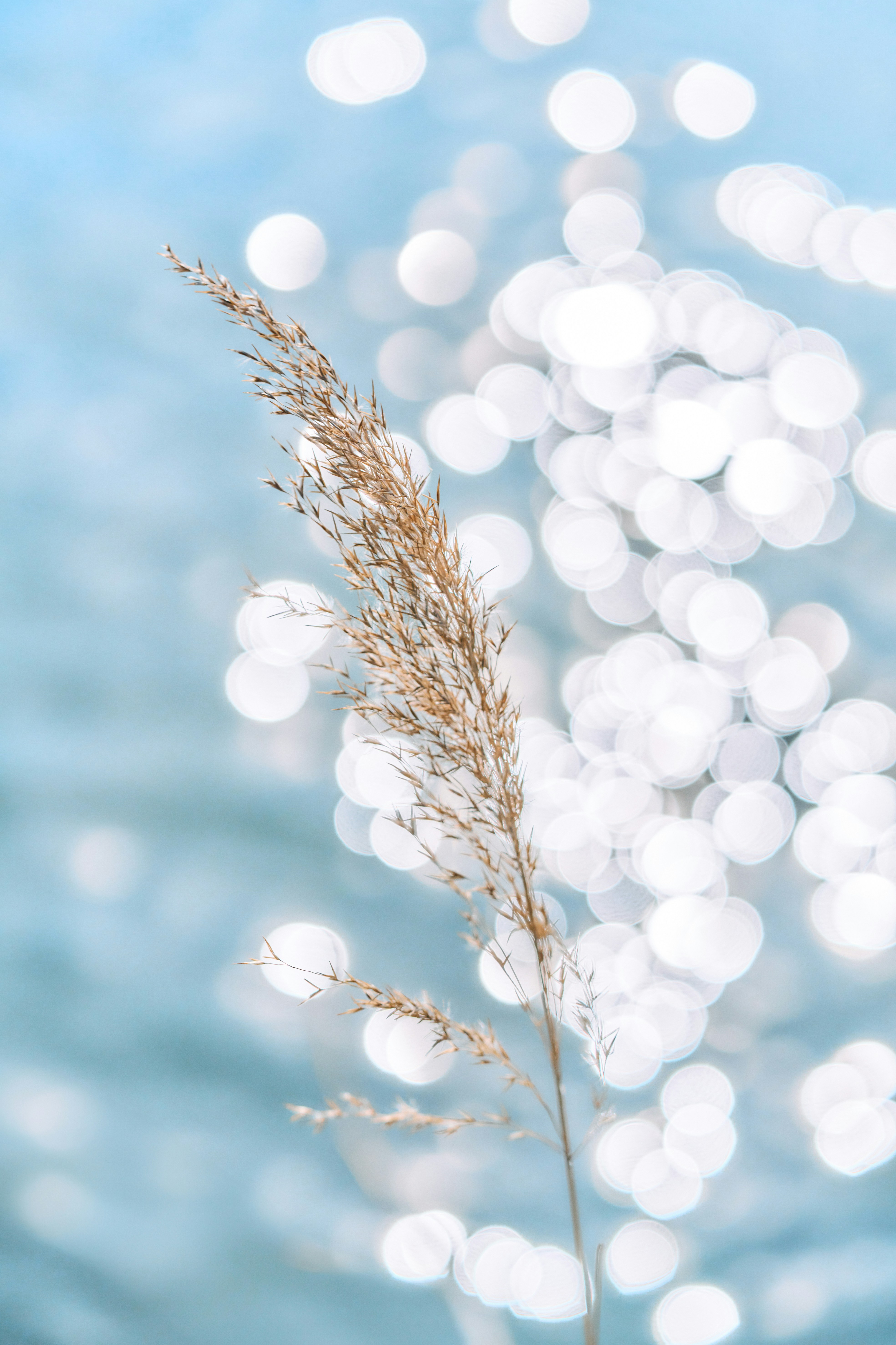 A delicate reed stands before sparkling water. photo – Free Moon Image ...