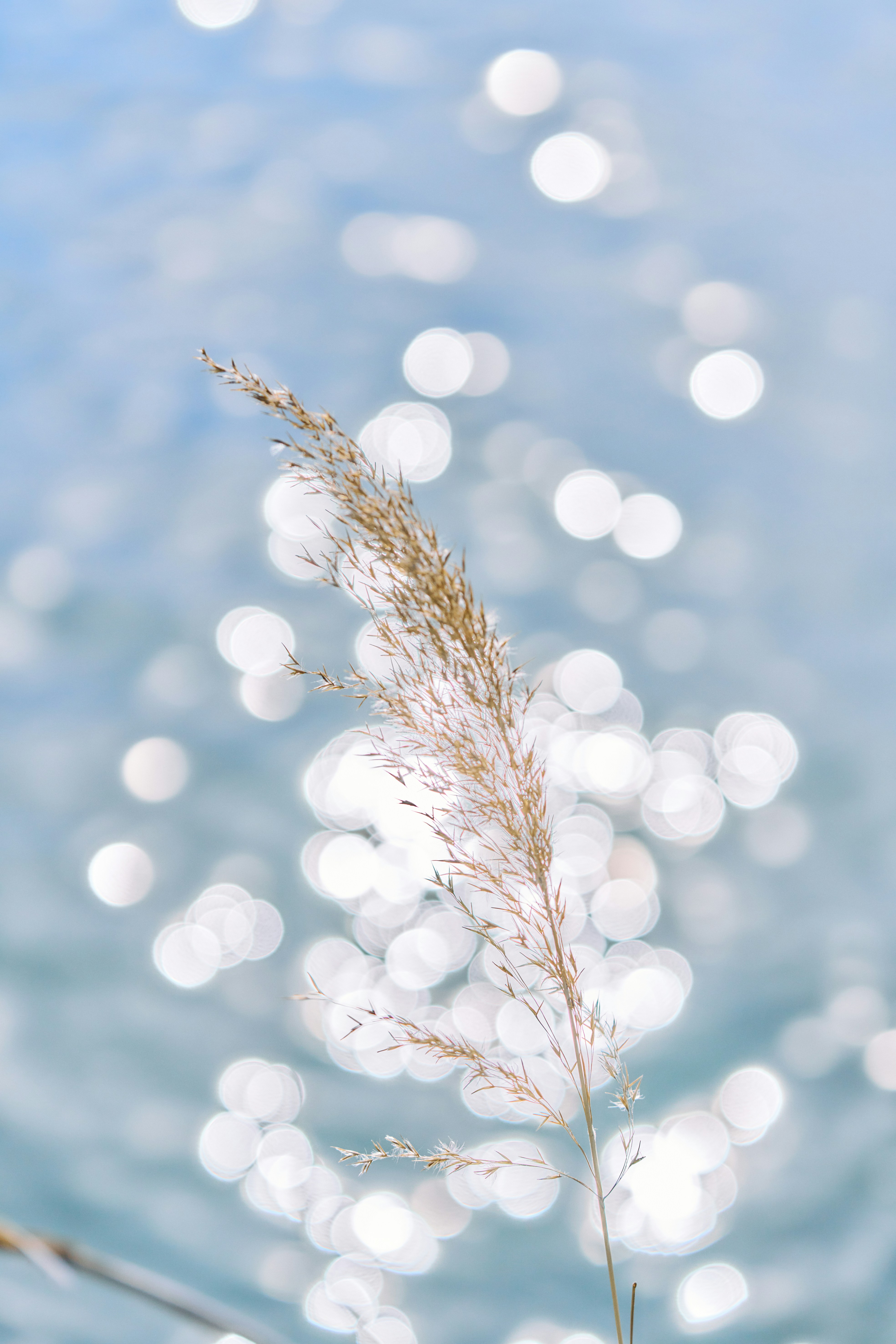 Solitary reed catching light over a sea of sunlit bokeh