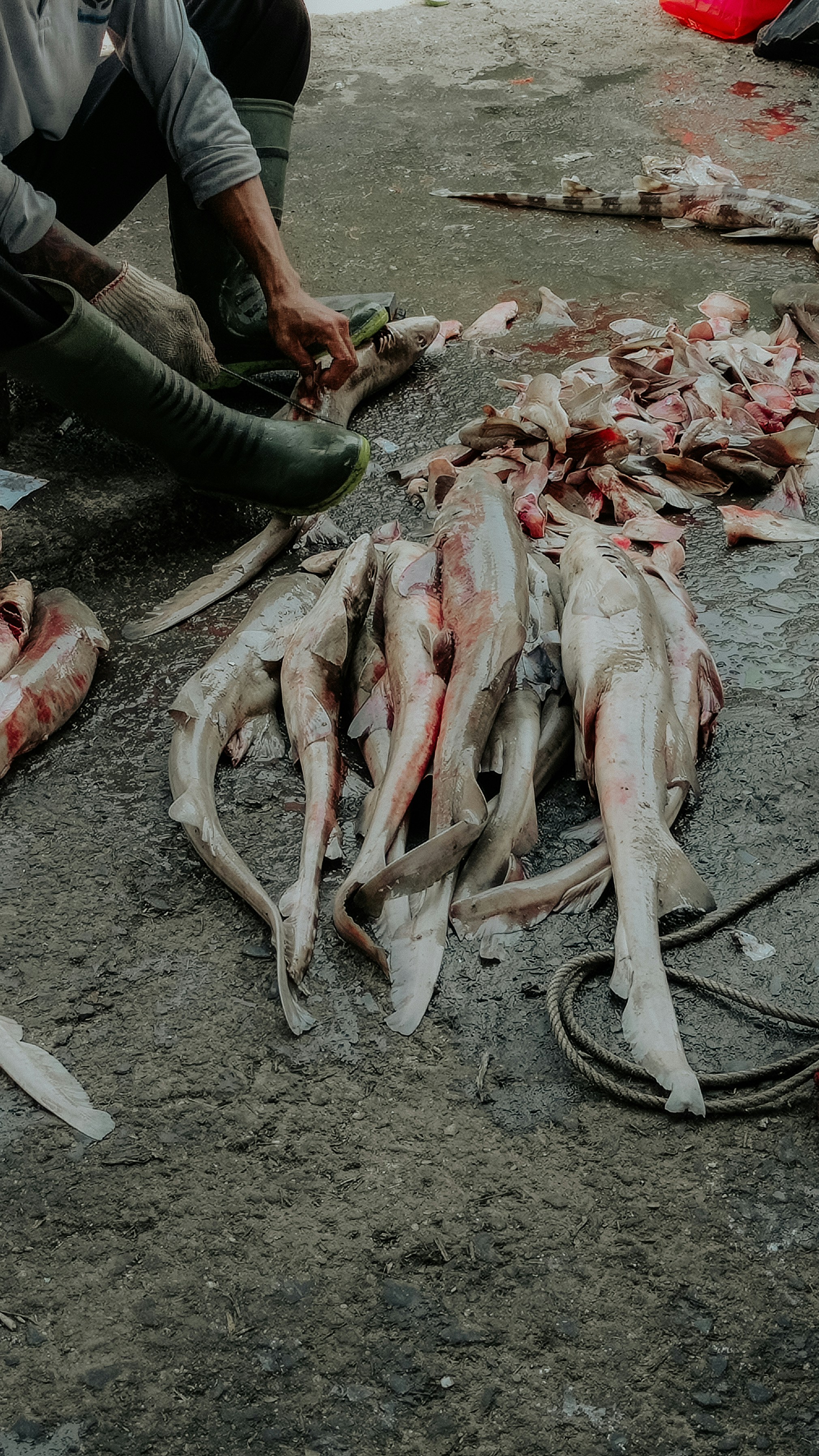 After the Catch: Fresh Fish Lined Up on a Weathered Dock