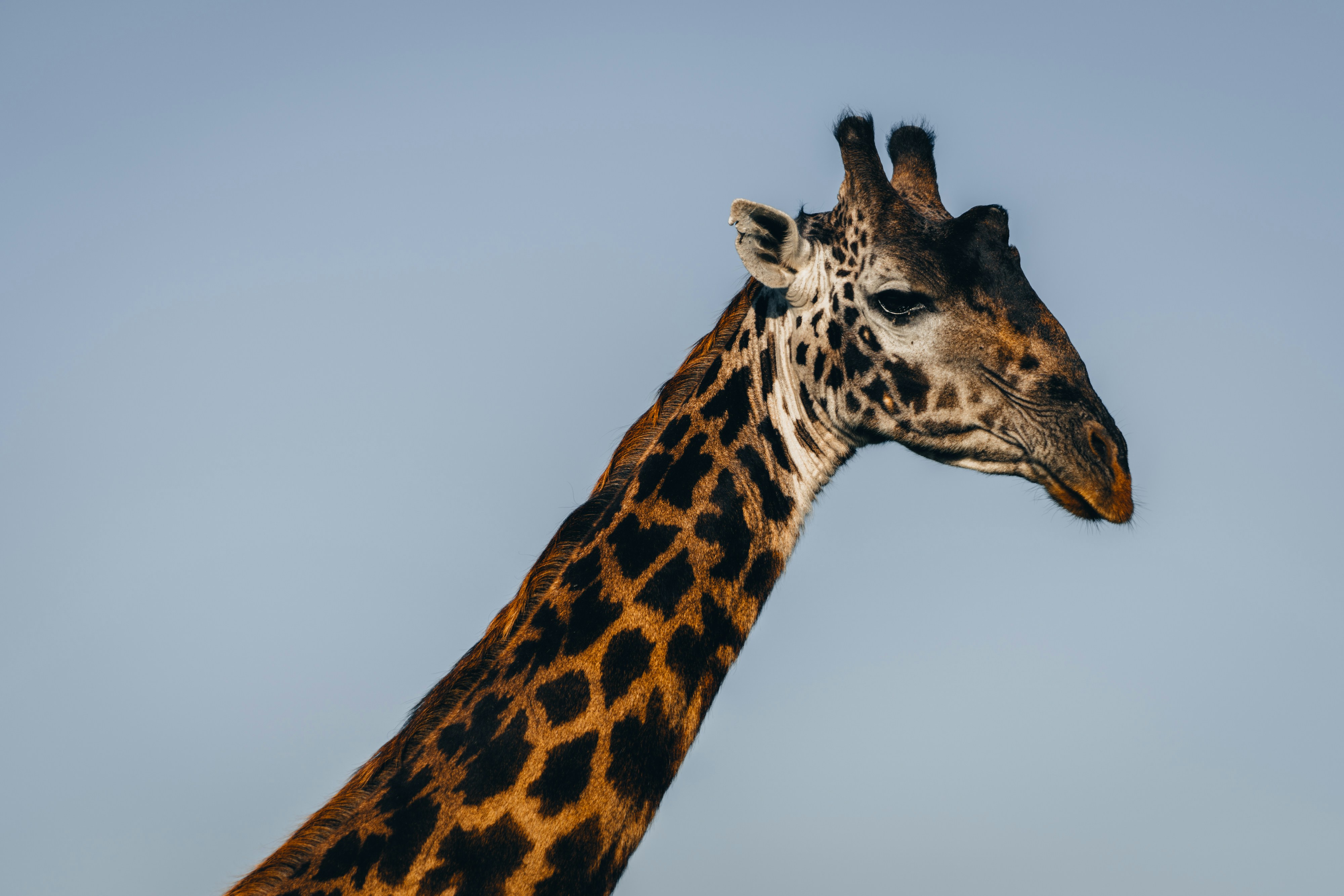 A giraffe poses against a light blue sky. photo – Free Animal Image on ...