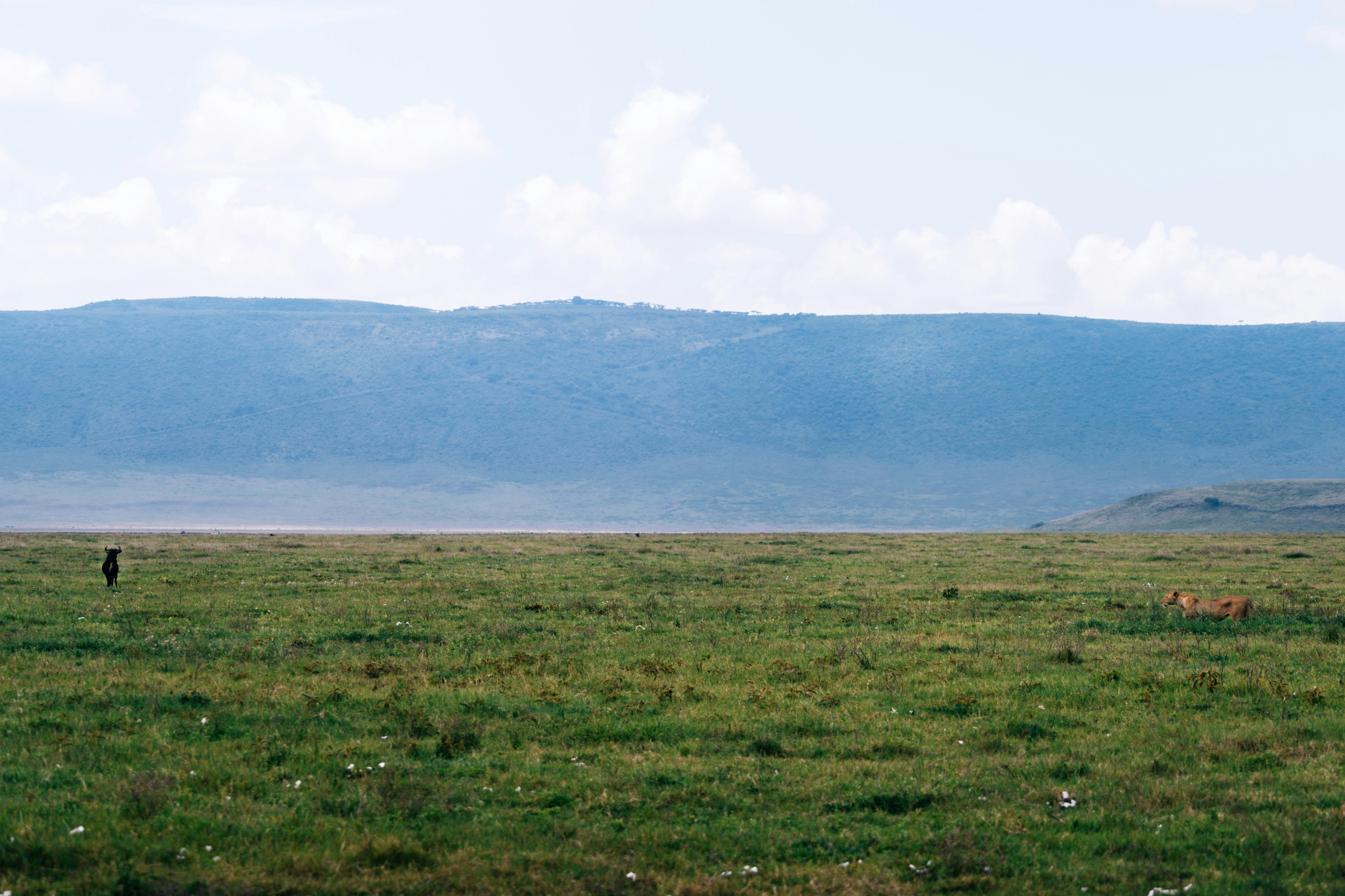 A vast african landscape with distant animals. photo – Free Sunset ...