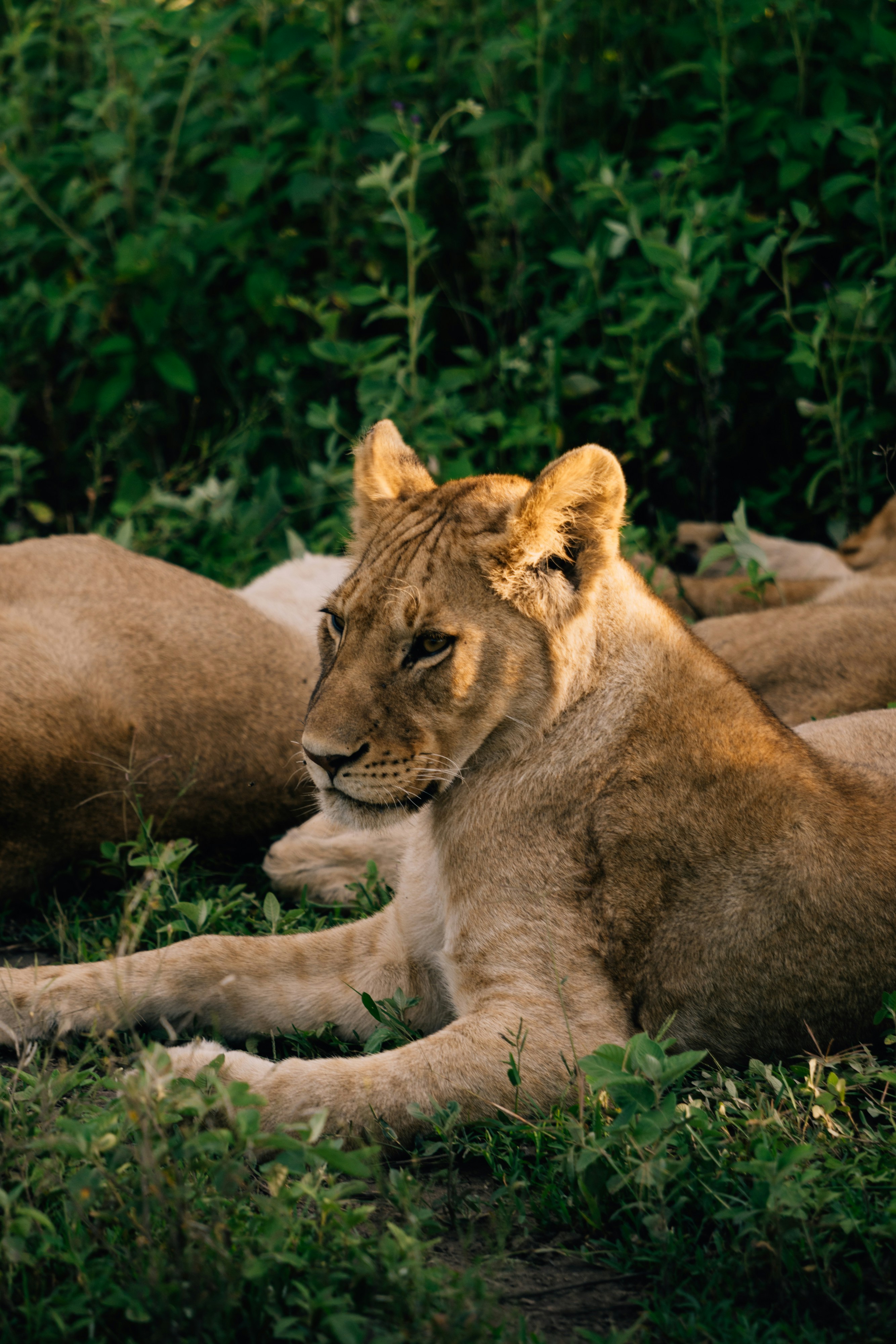 Uma leoa orgulhosa descansa em meio ao seu orgulho. foto – Imagem ...