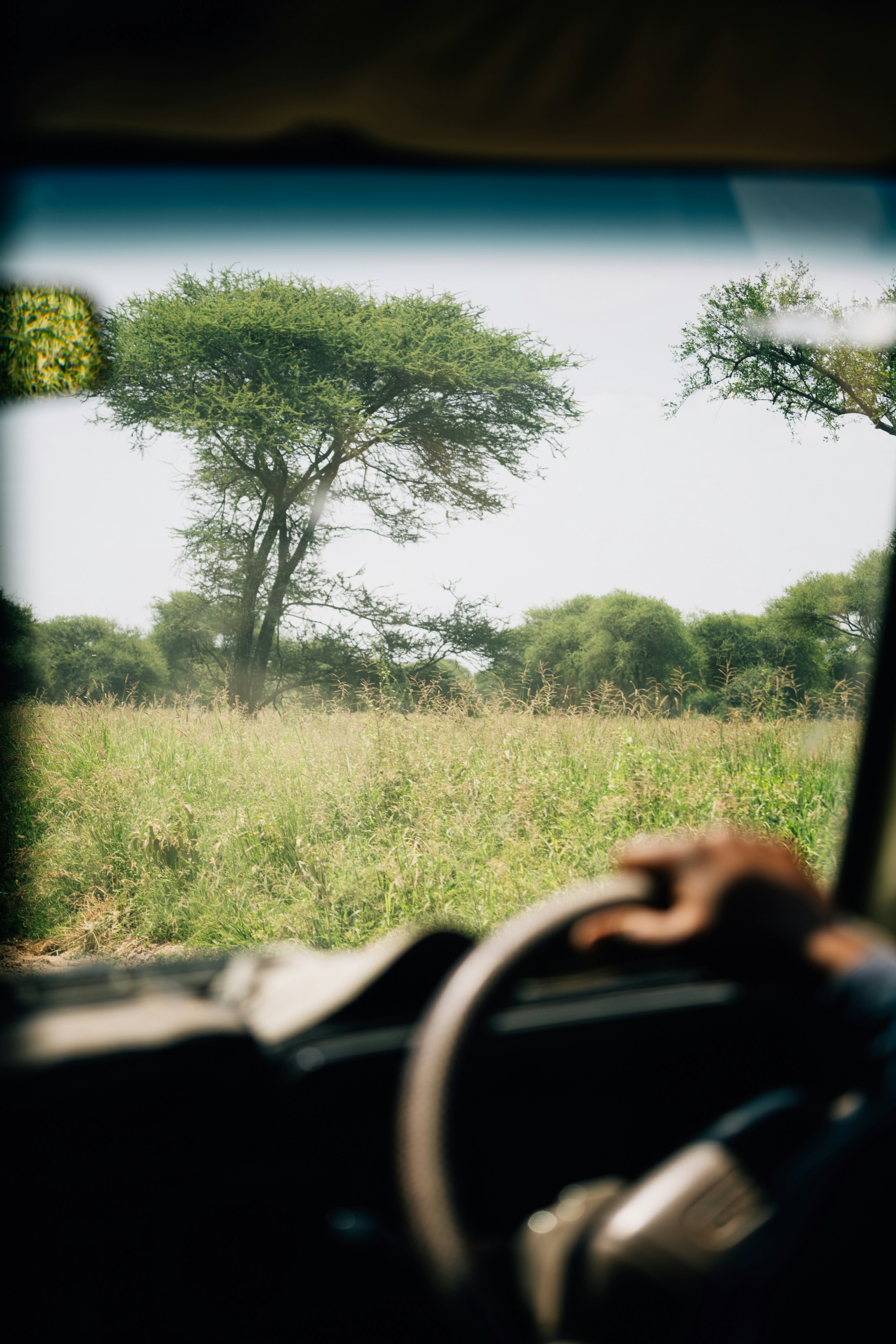 A safari vehicle driving through a grassy field. photo – Free Sunset ...