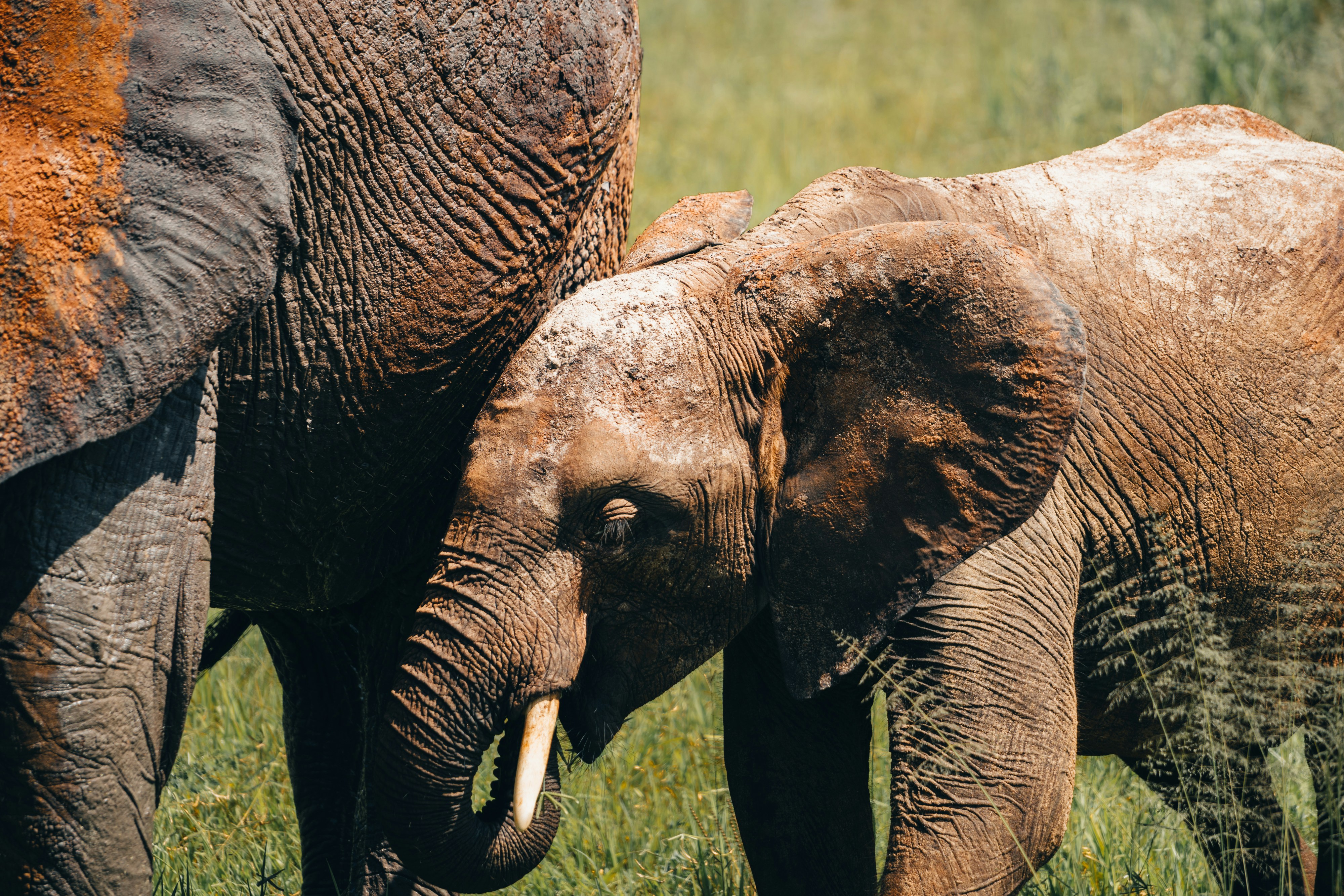 A baby elephant nuzzles against its mother. photo – Free Animal Image ...