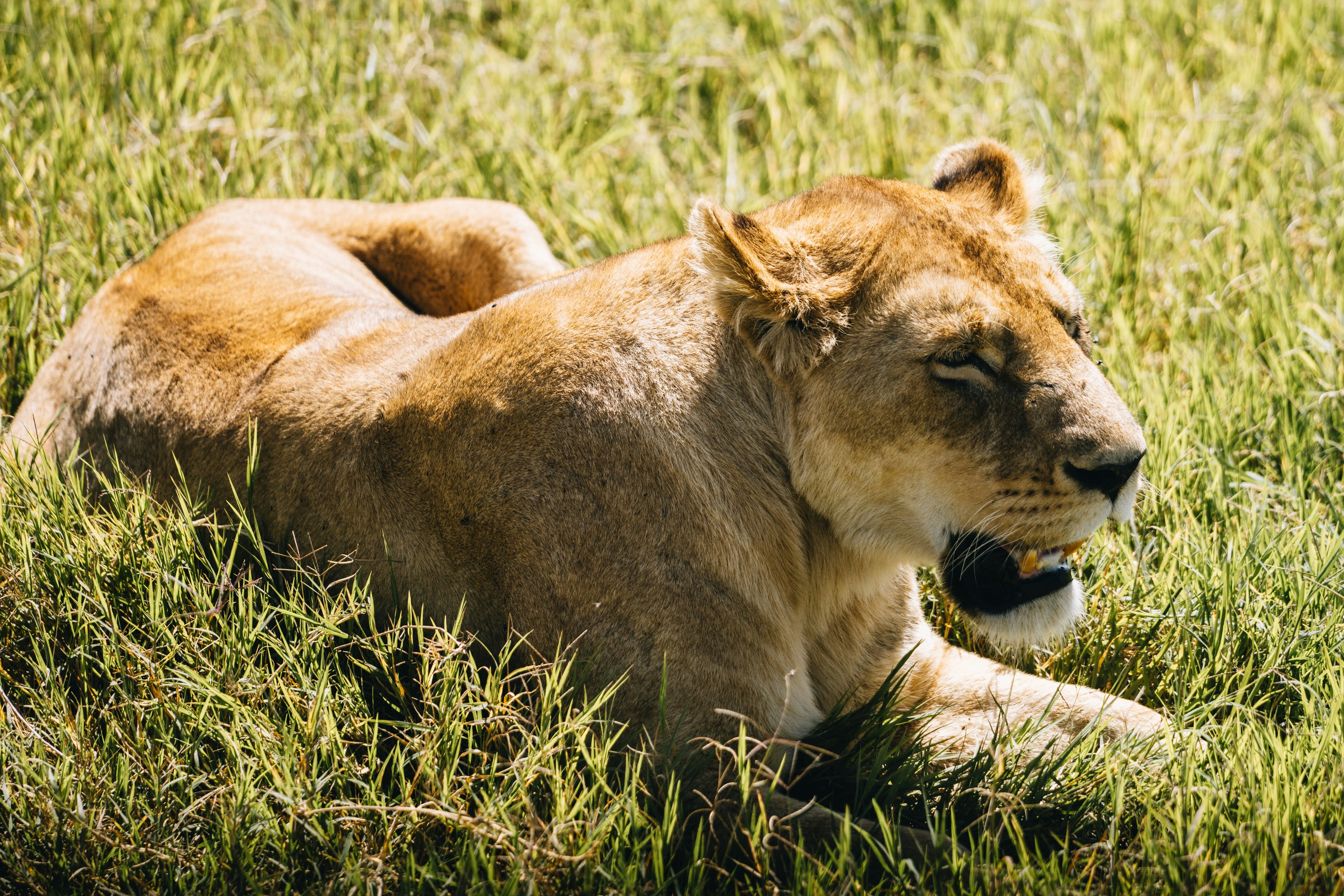 A lioness relaxes in the grassy field. photo – Free Sunset Image on ...