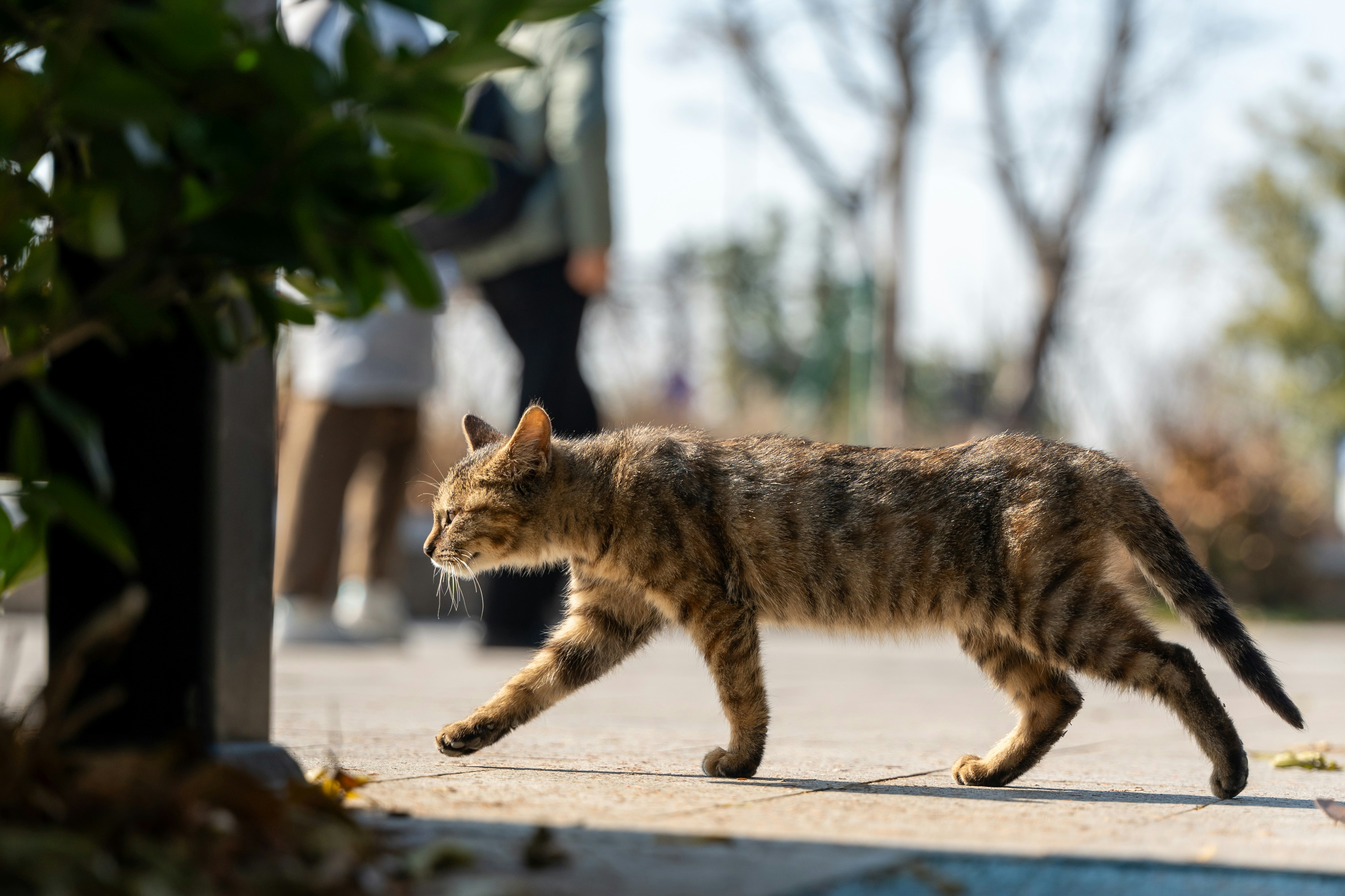 City‑Stroll: a amber tabby marches through a sunlit sidewalk