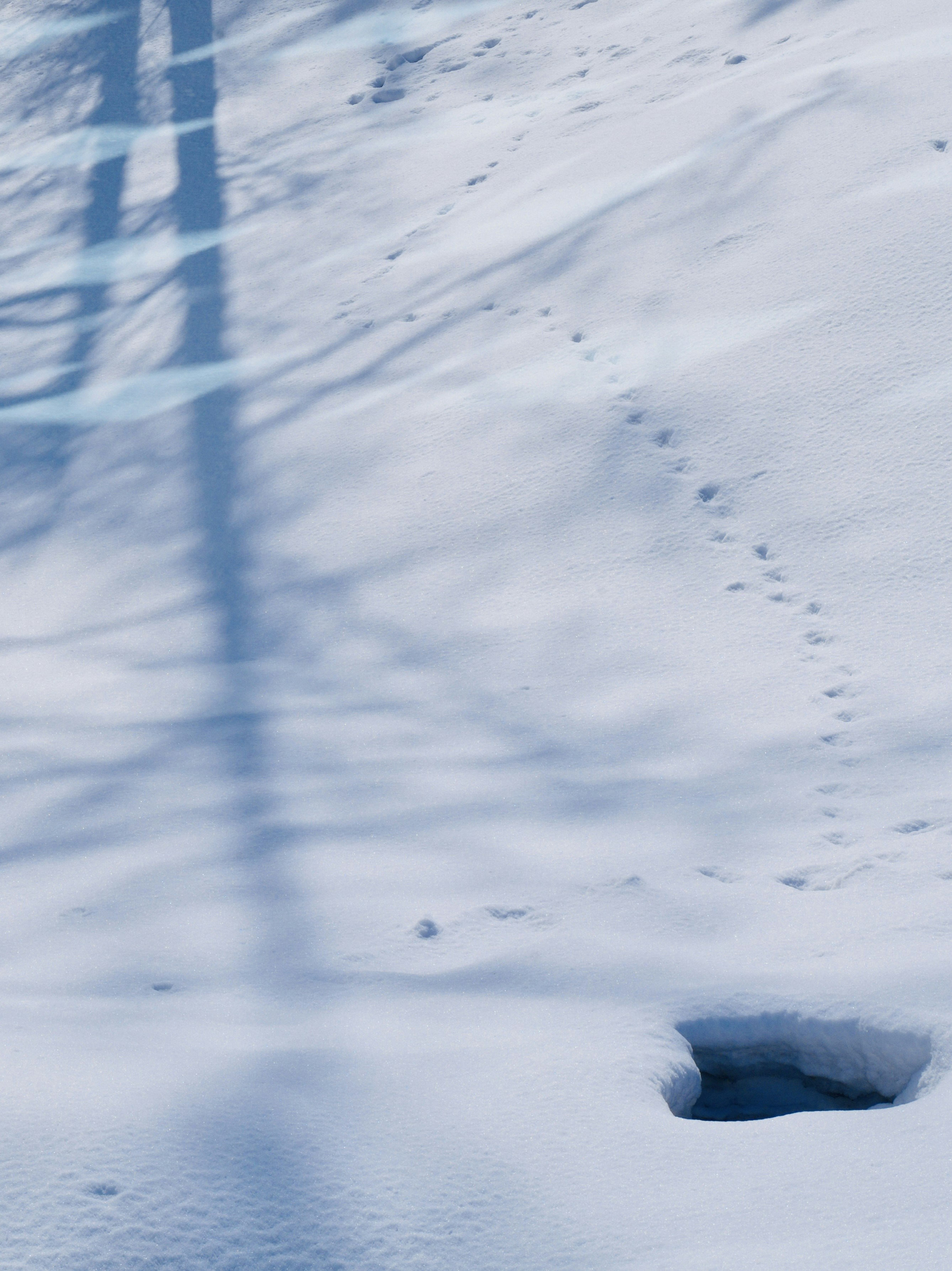 Footprints leading through a pristine snowy landscape, with gentle shadows cast by trees. A small hole in the snow hints at hidden life beneath the surface.
