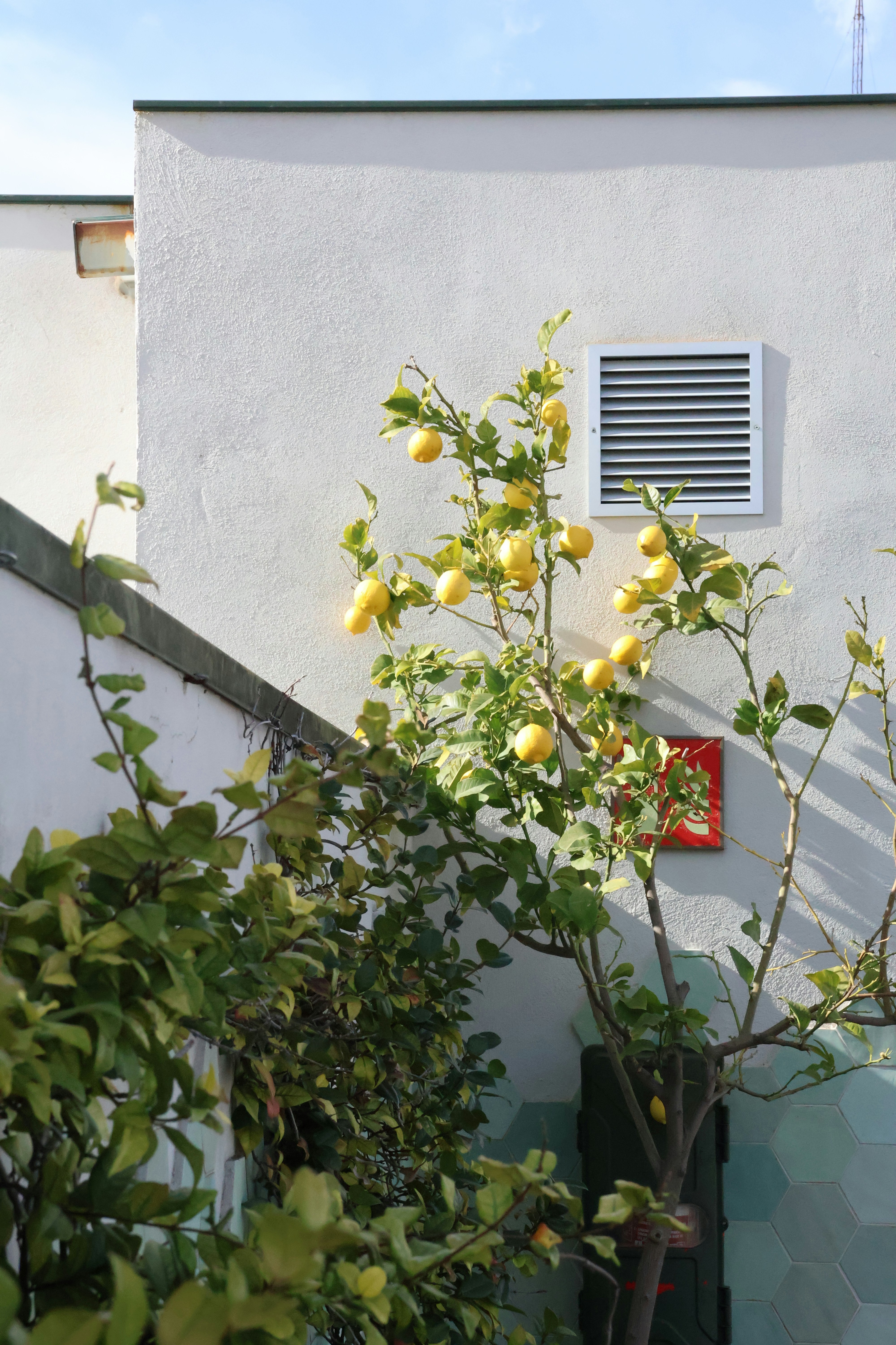 A lemon tree grows next to a building. photo – Free Food Image on Unsplash