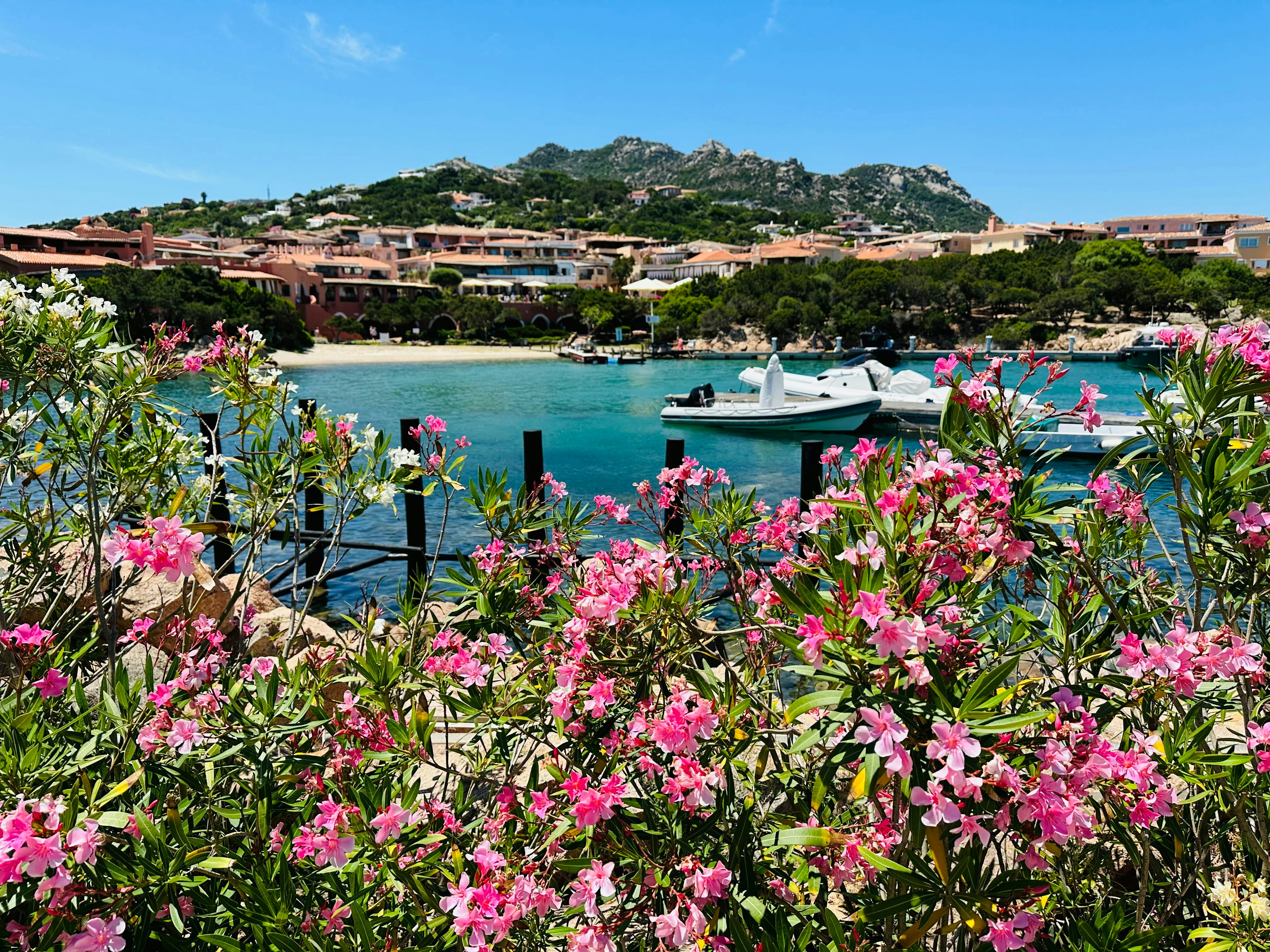 Pink and white flowers frame a serene coastal bay with boats and distant hills under a clear sky.