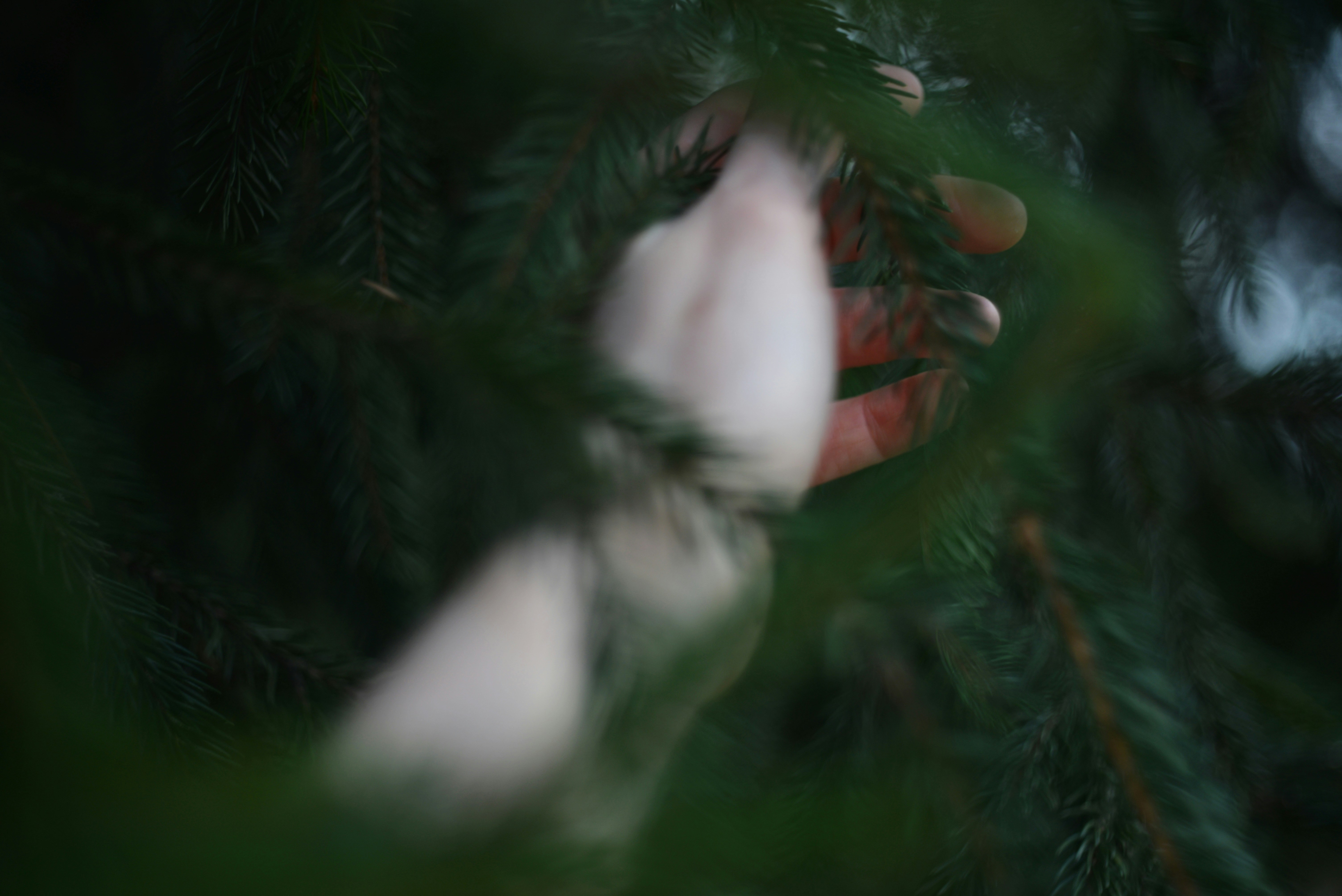 Whispers of Nature's Embrace