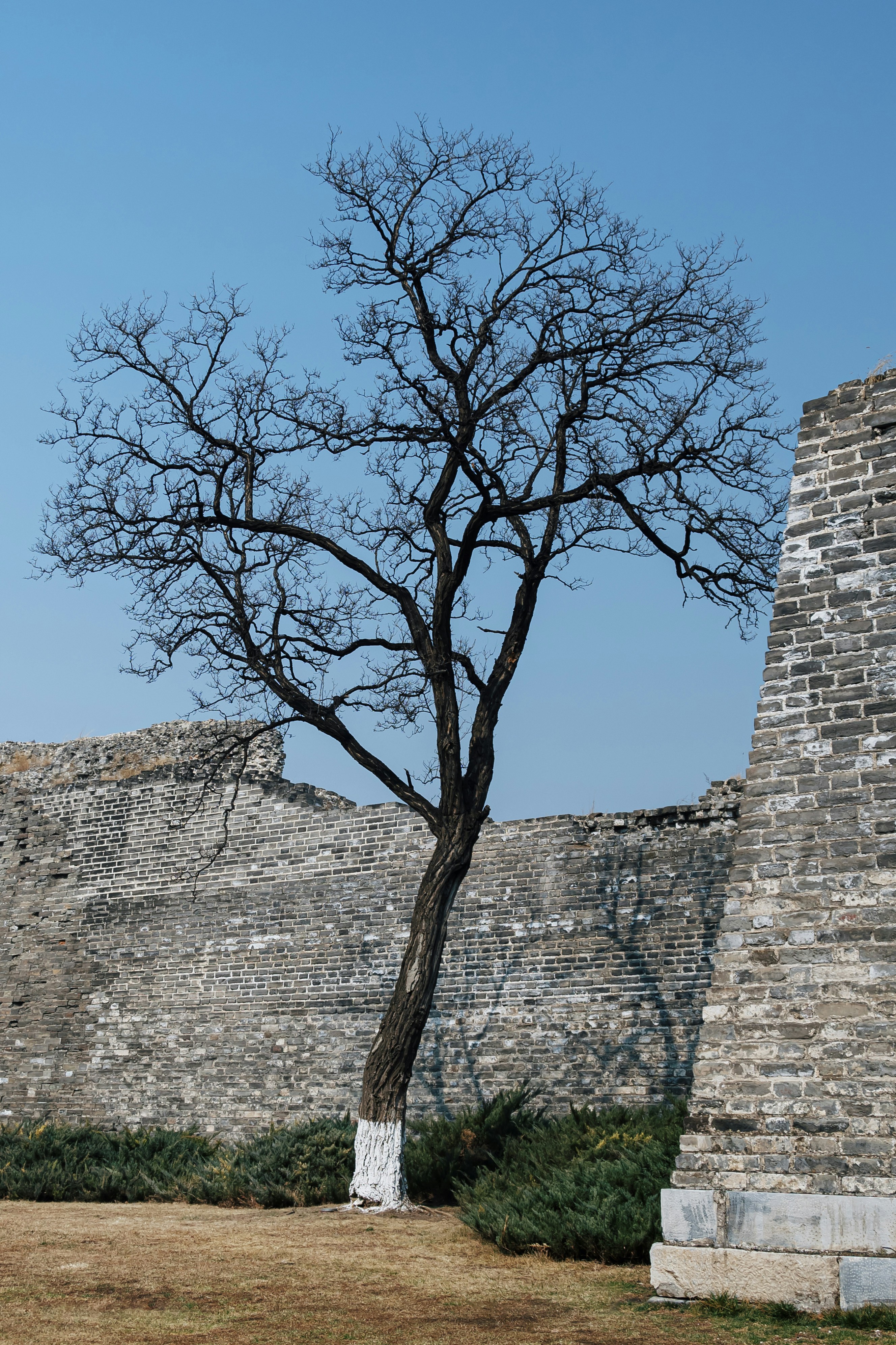 Winter Sentinel Beside Ancient Stone Walls Under a Cobalt Sky
