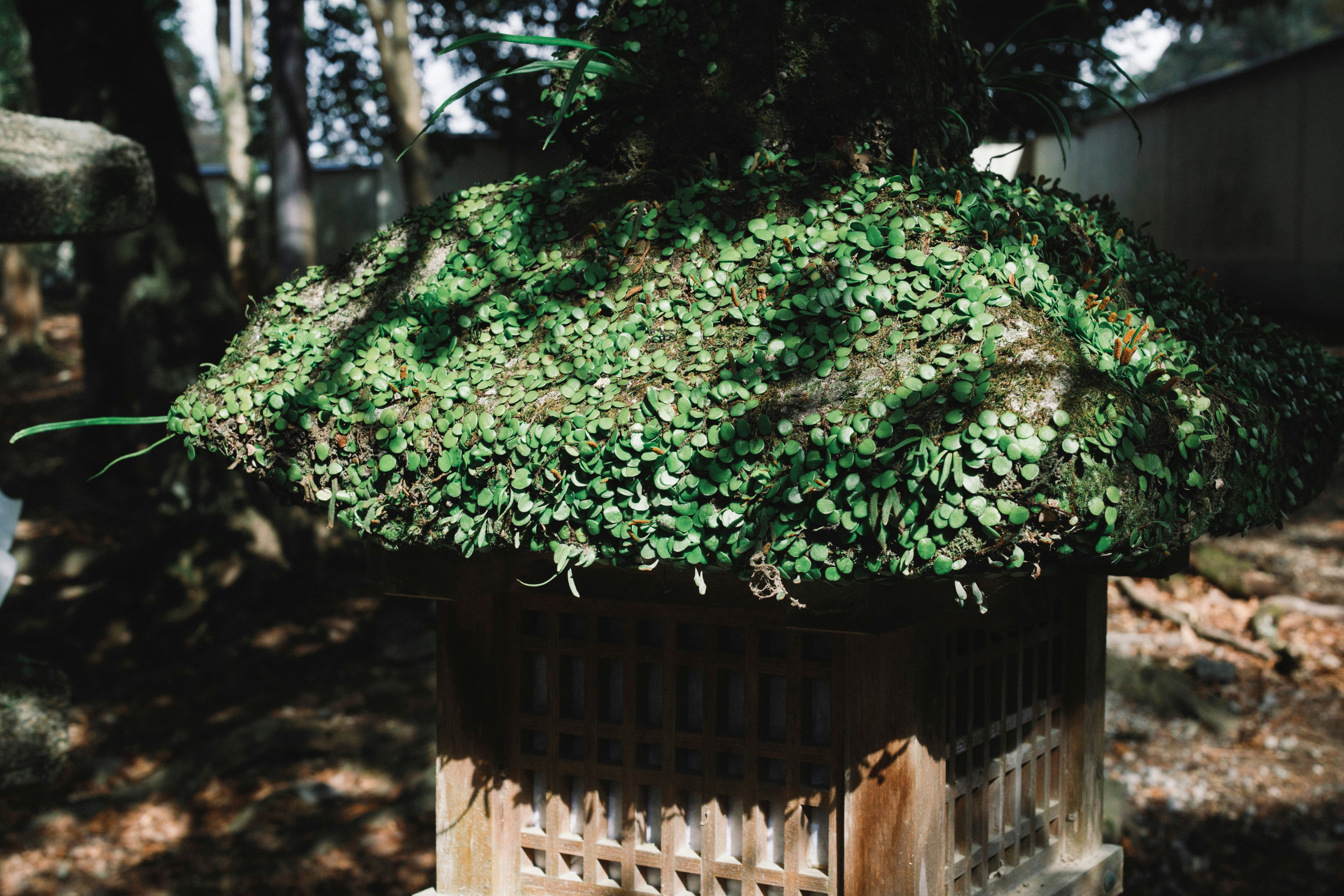 Moss-Covered Shrine Lantern in Dappled Forest Light