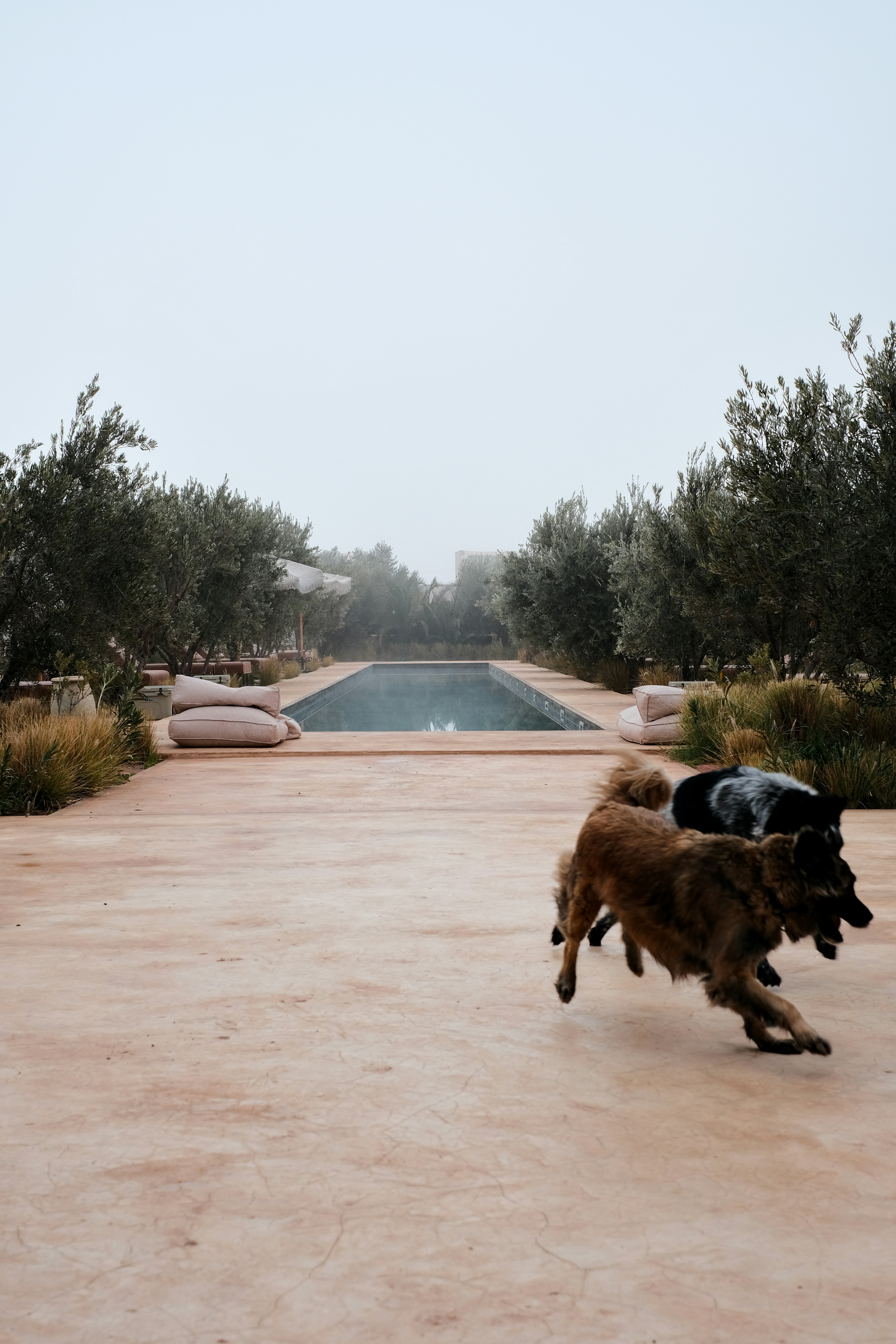 Dogs are playing near a pool on a foggy day. photo – Free Dog Image on ...