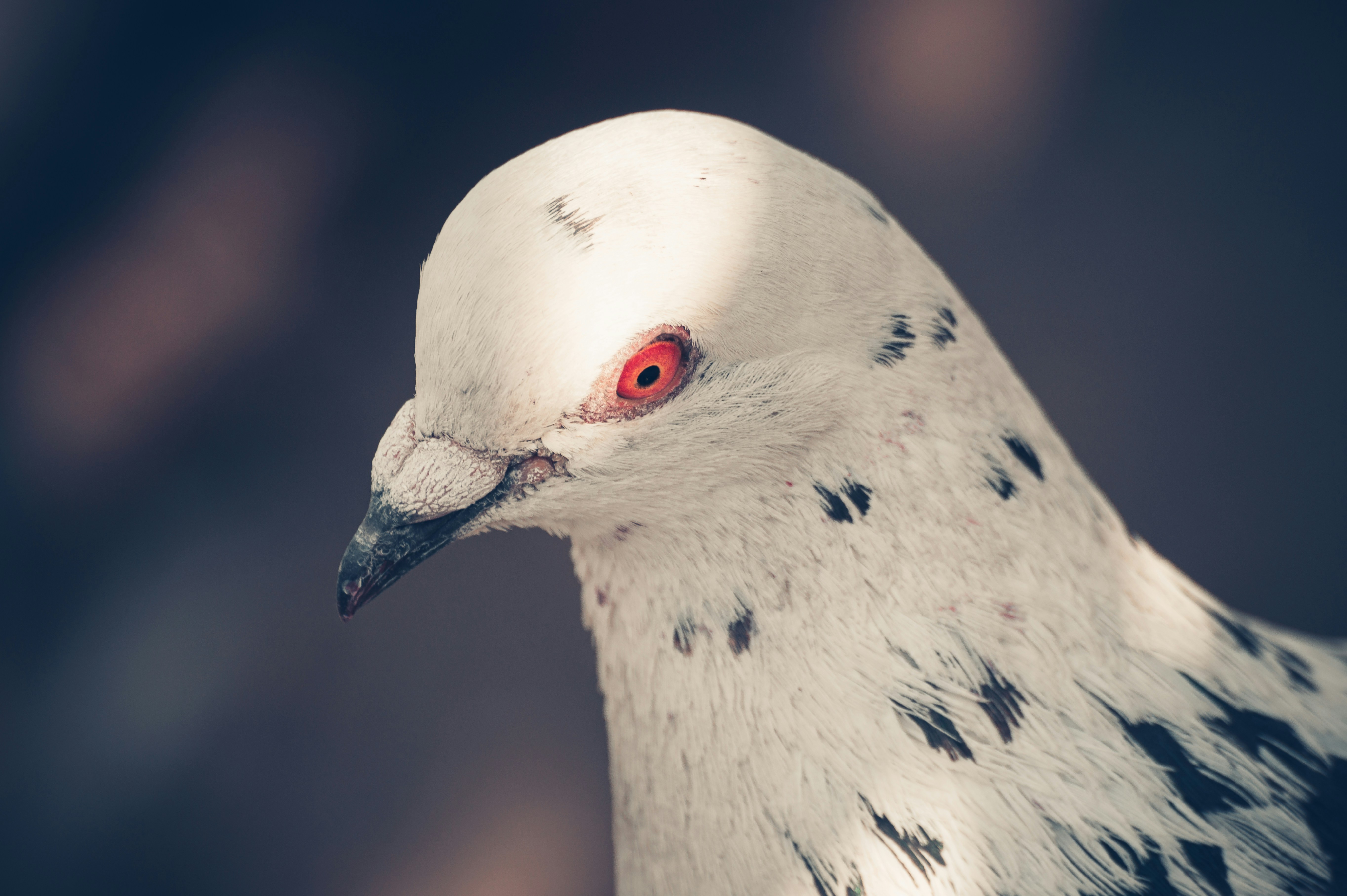 Crimson-Eyed Leucistic Dove: Close-Up Portrait of Gaze and Plumage