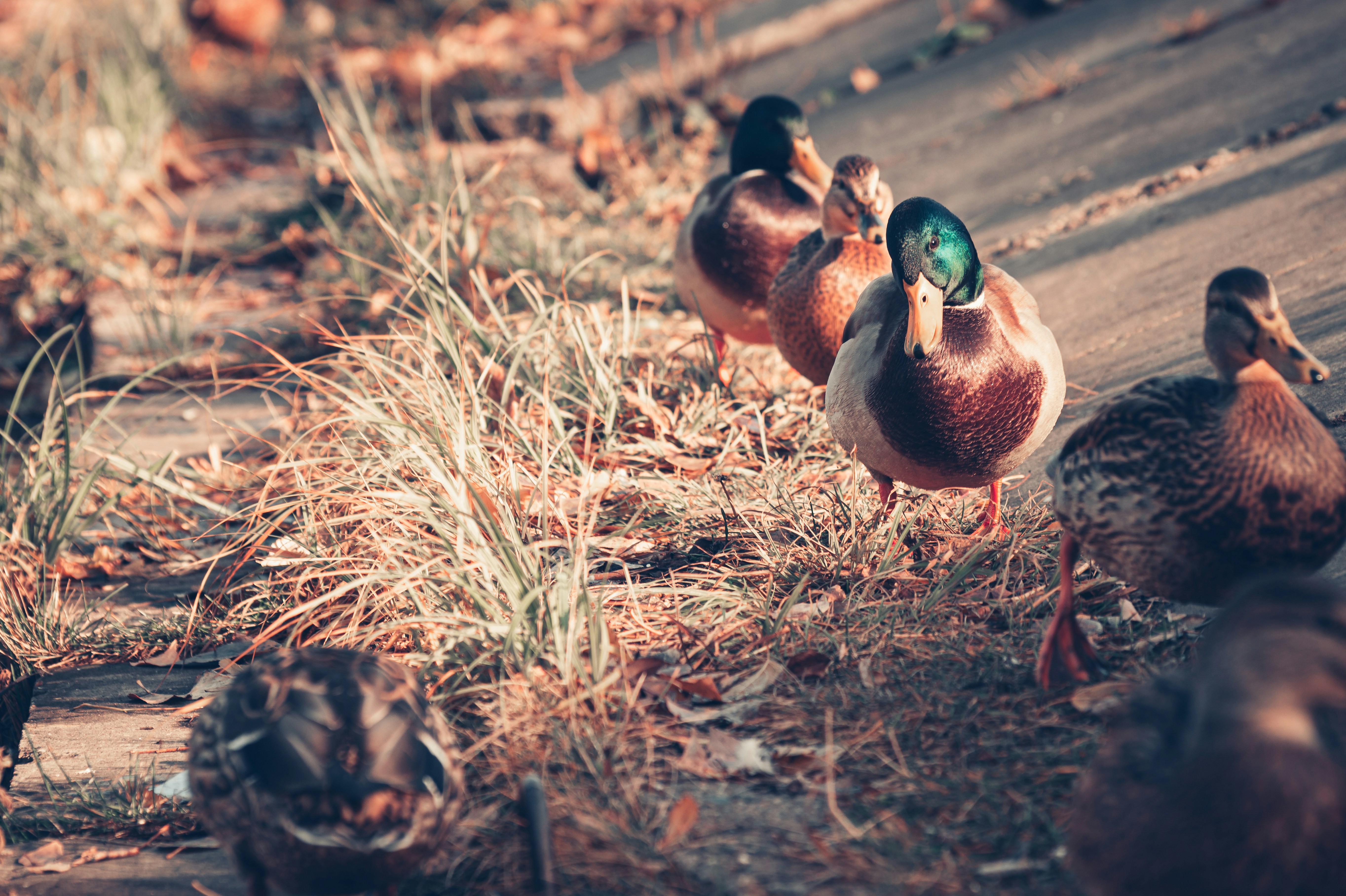 Dabbling Mallards on a Weathered Boardwalk Bathed in Warm Morning Light