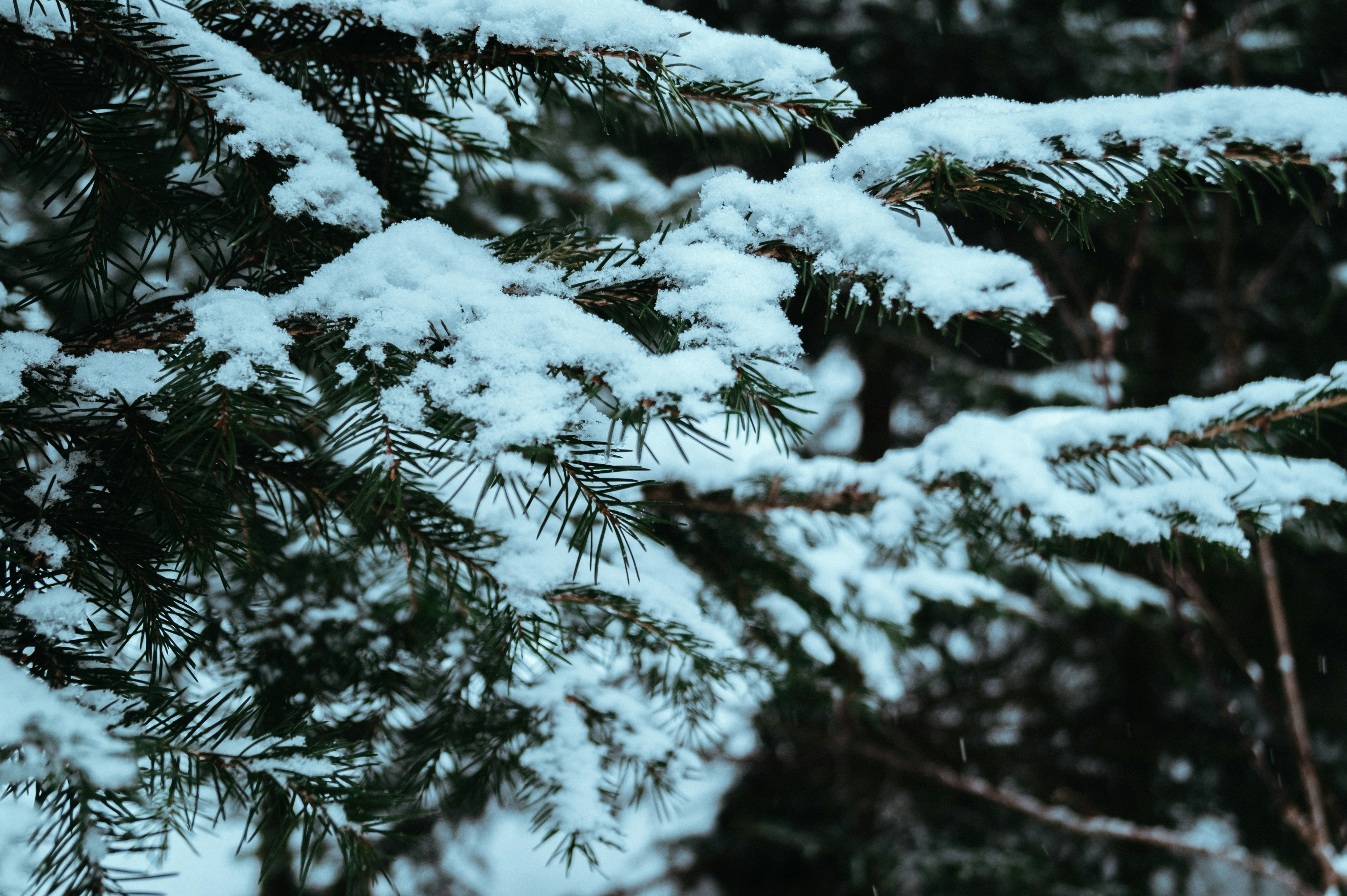 Snow-laden pine branches create a serene winter scene, showcasing nature's quiet beauty. The delicate snowflakes rest gently on the foliage.