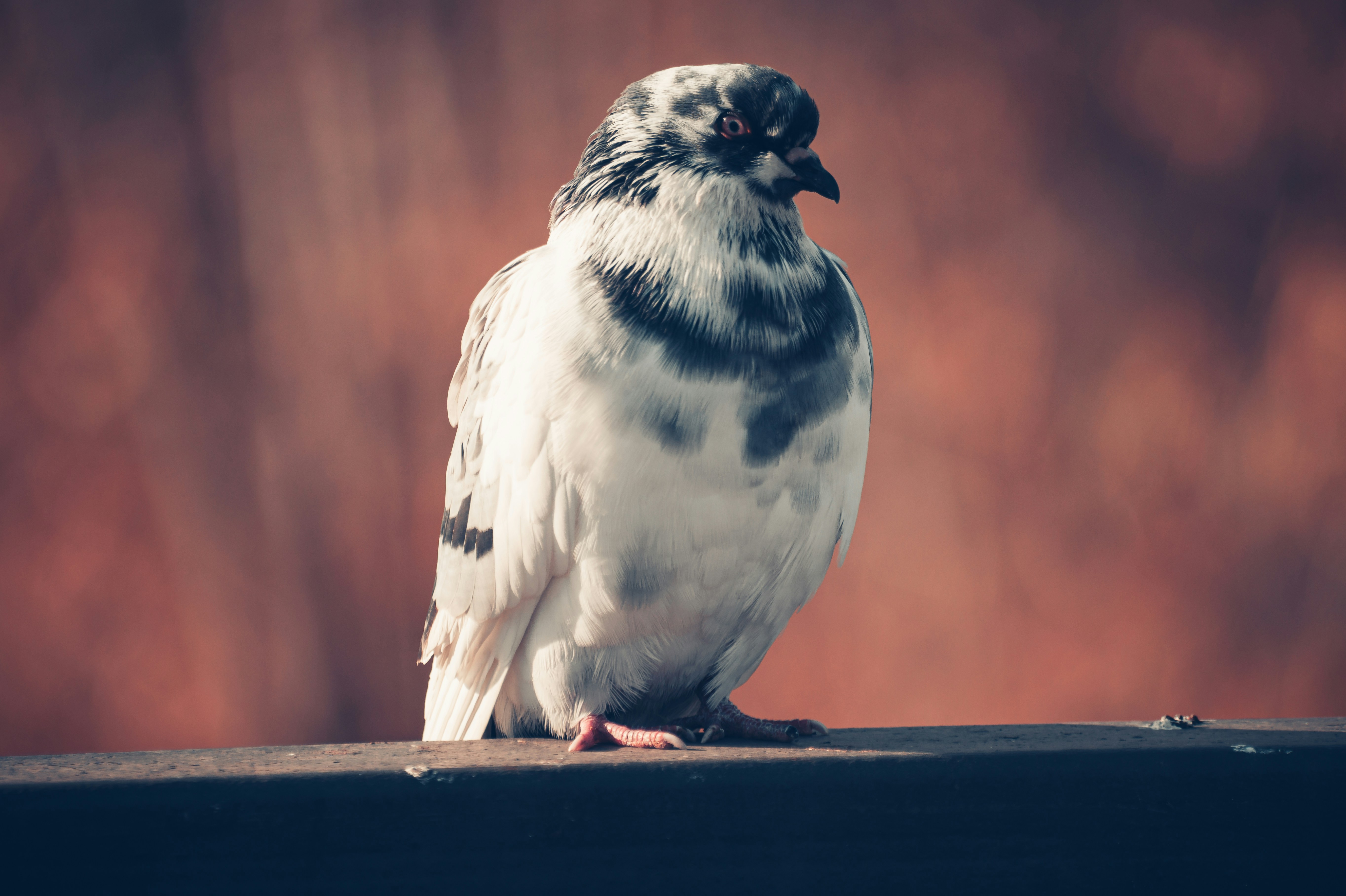 Photo by Khitomi Michiru with Sony Alpha 58