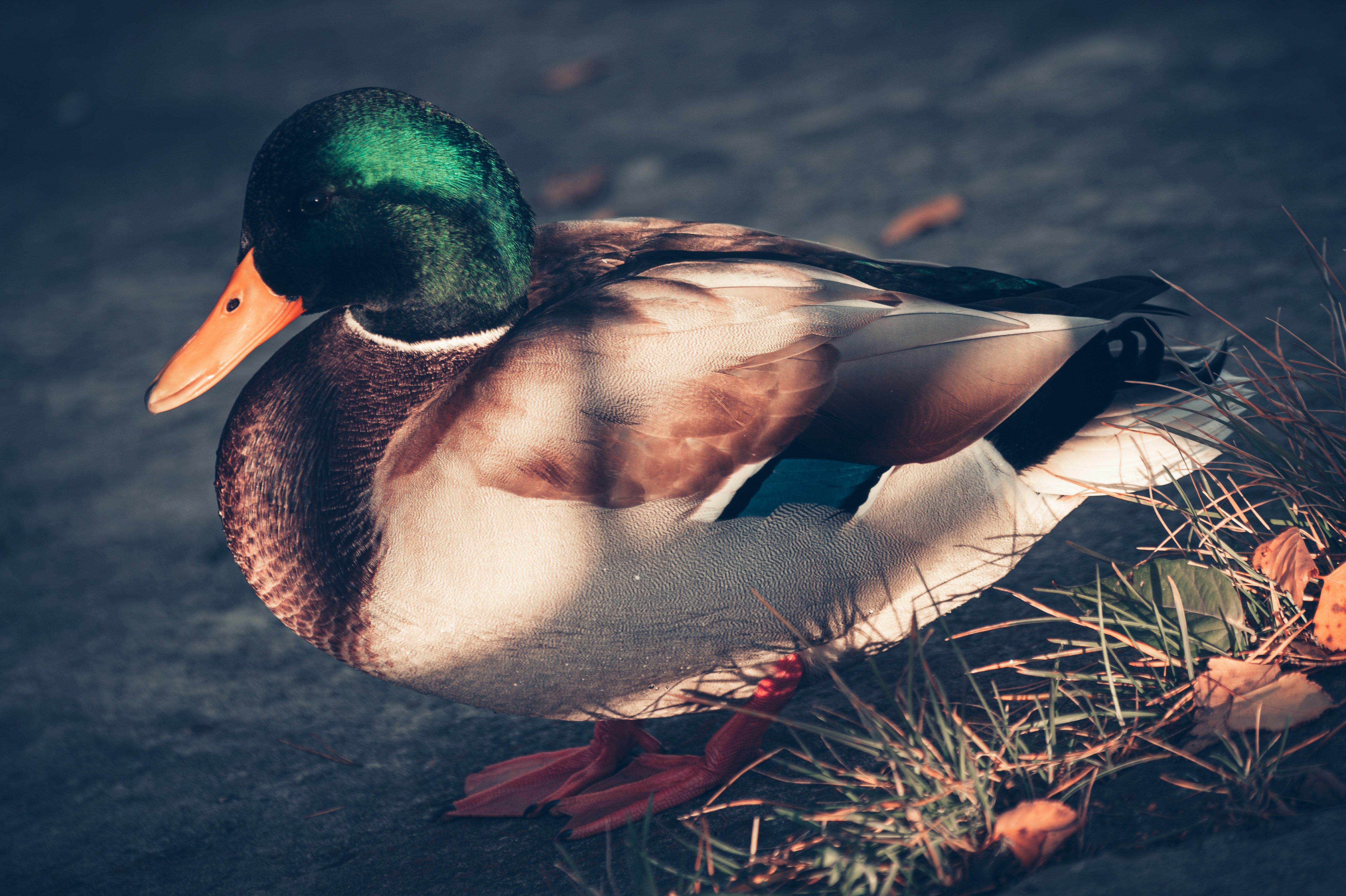Emerald Crown on Ice: A Mallard at Rest